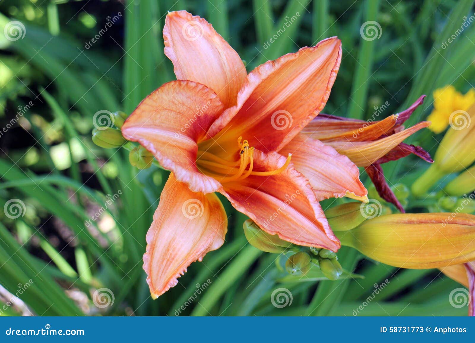 Asian Lily stock image. Image of pollen, leaf, striped - 58731773