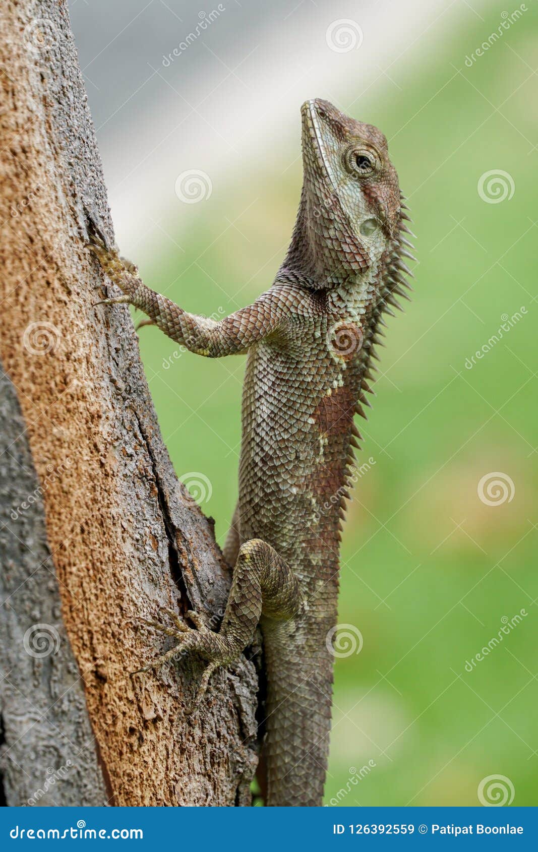 Asian Lizard Climbing a Tree while Camouflaging Stock Image - Image of ...