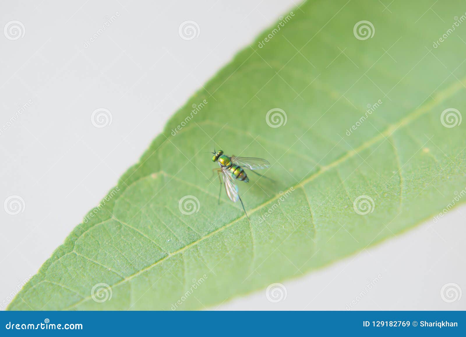 Asian Long Legged Fly stock image. Image of plants, nature - 129182769