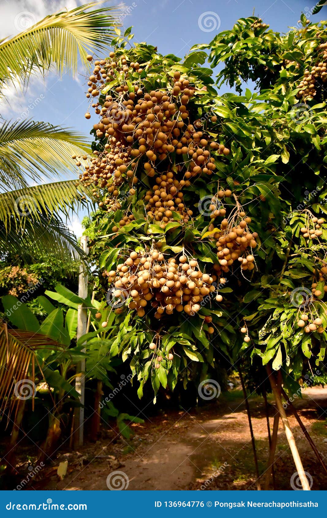 Asian Longan Orchards on the Planted Farm Stock Photo - Image of plant ...