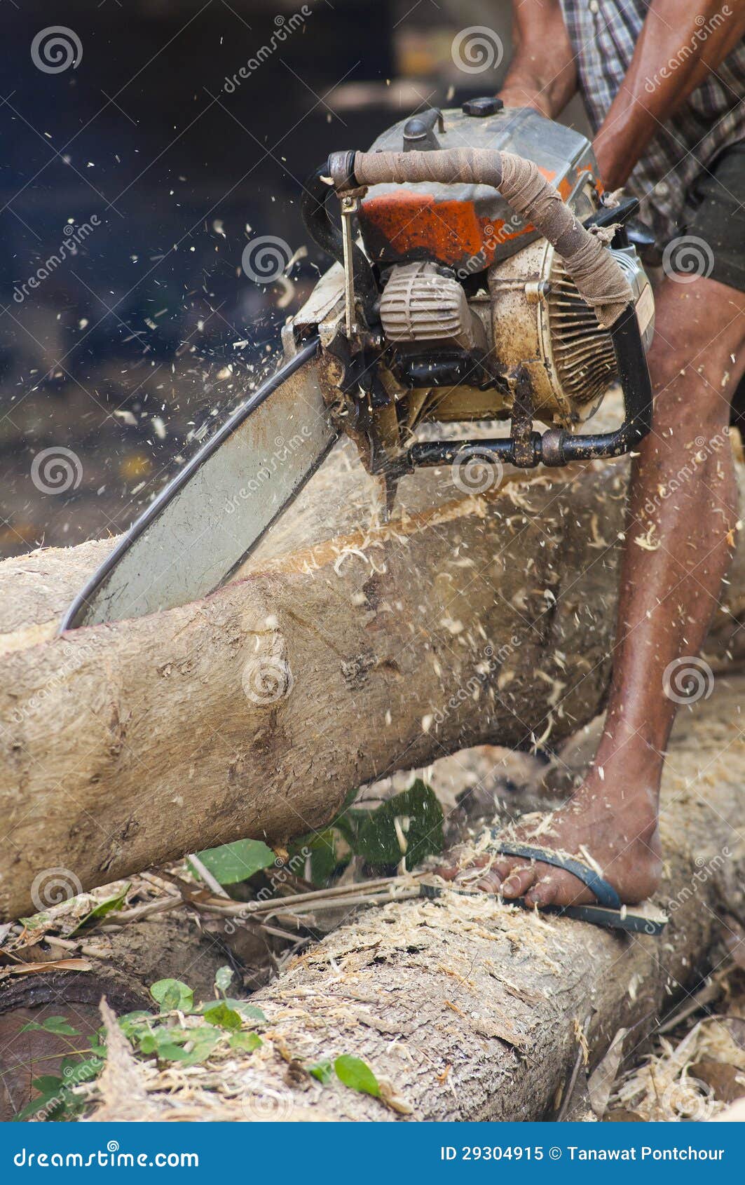 Asian Lumberjack Trimming a Fir Tree Log with a Chainsaw Stock Image ...