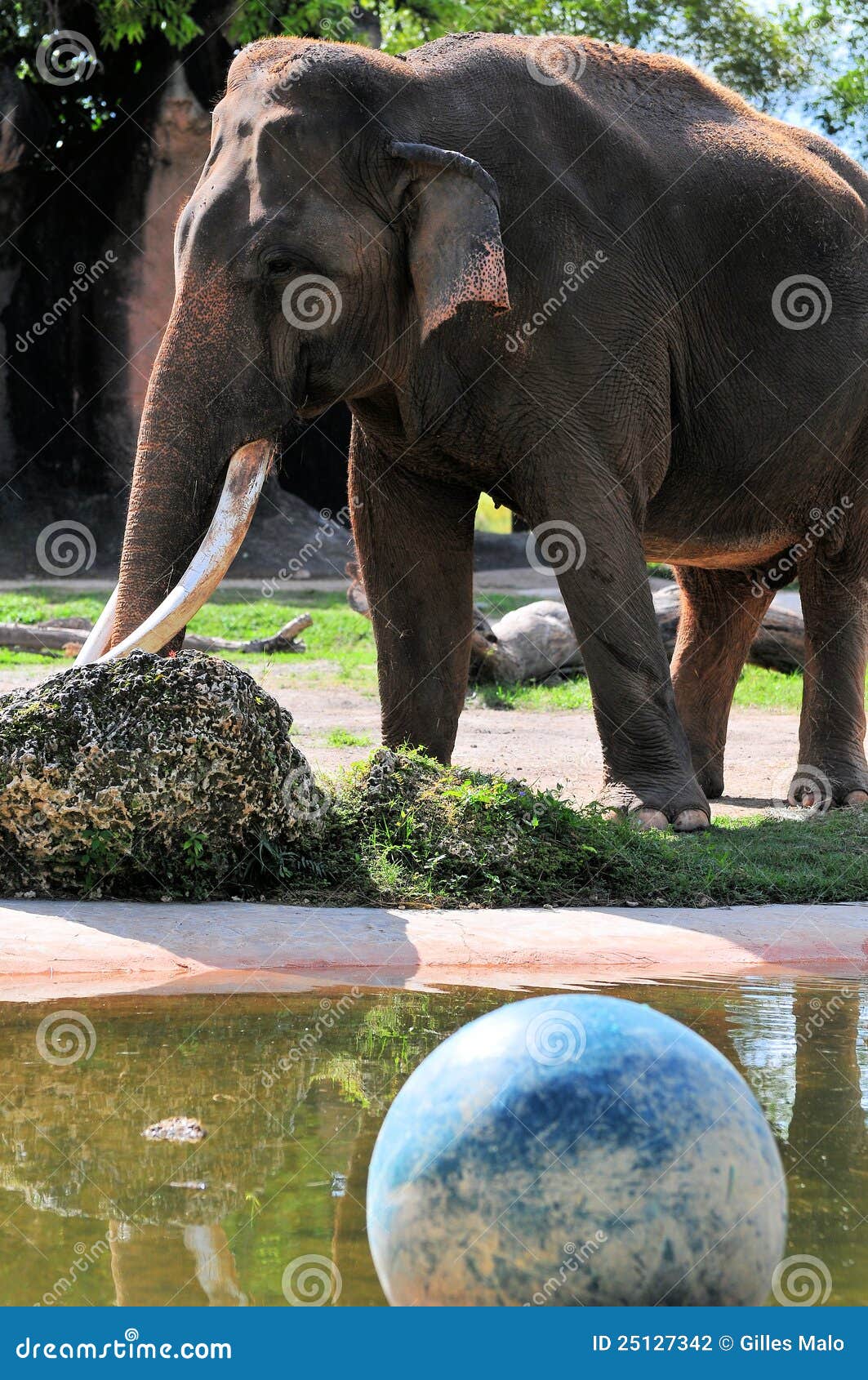 Asian Male Elephant Eating Hay Photos - Free & Royalty-Free Stock ...