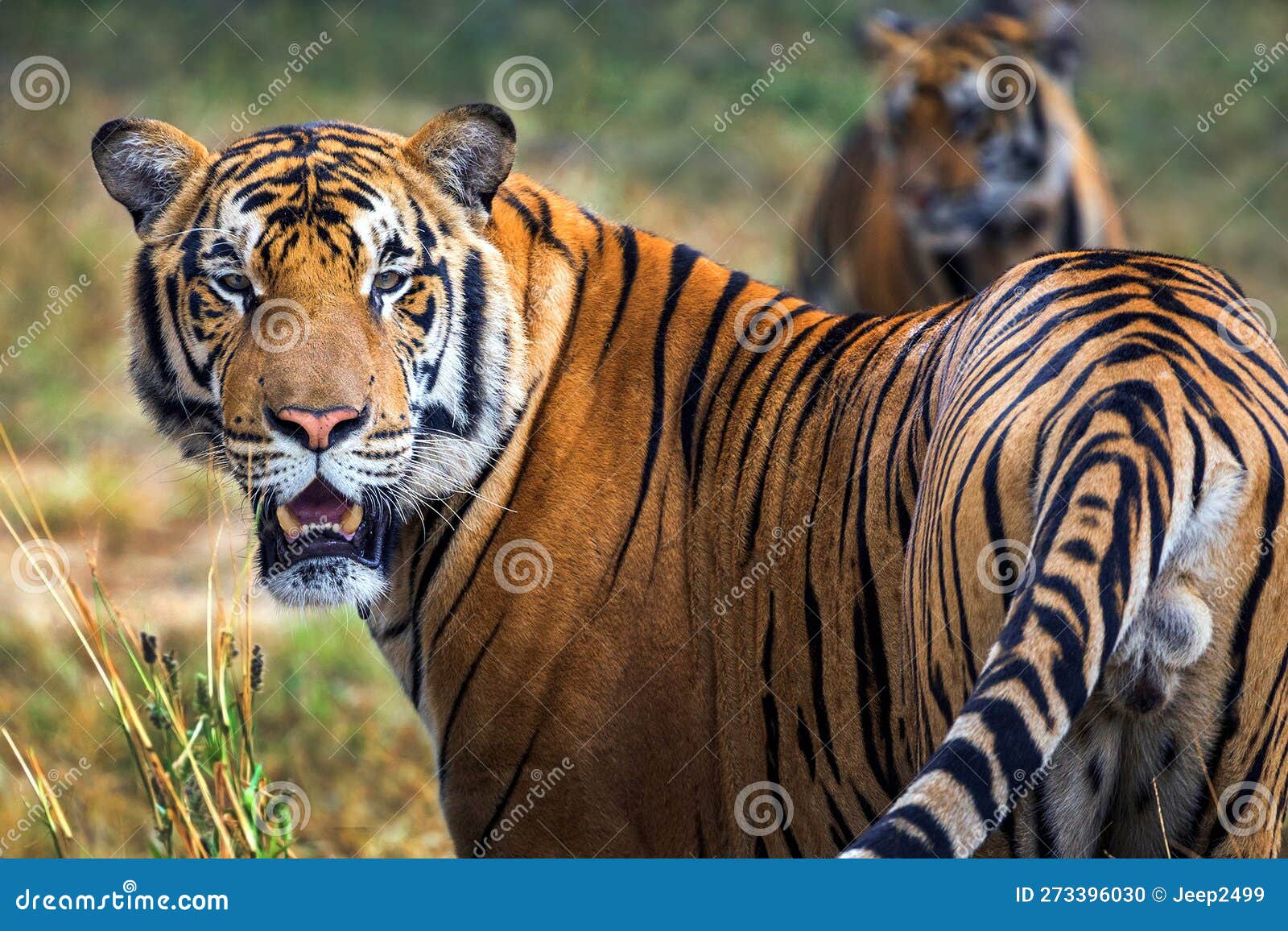Asian male tiger. stock photo. Image of striped, orange - 273396030