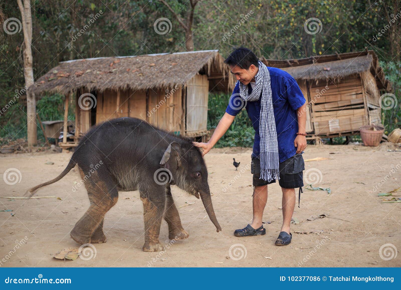 Man and elephant stock photo. Image of asia, mammal - 102377086