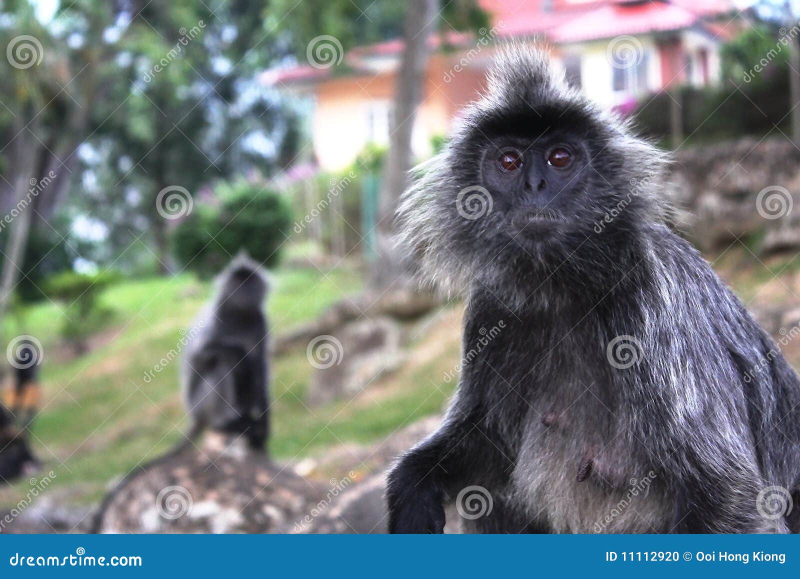 Asian Monkey Picture. Image: 11112920