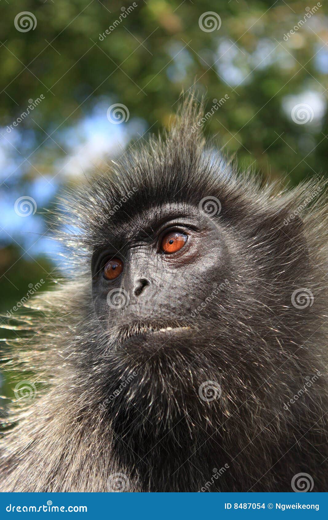 Asian Monkey stock photo. Image of natural, furry, nature - 8487054