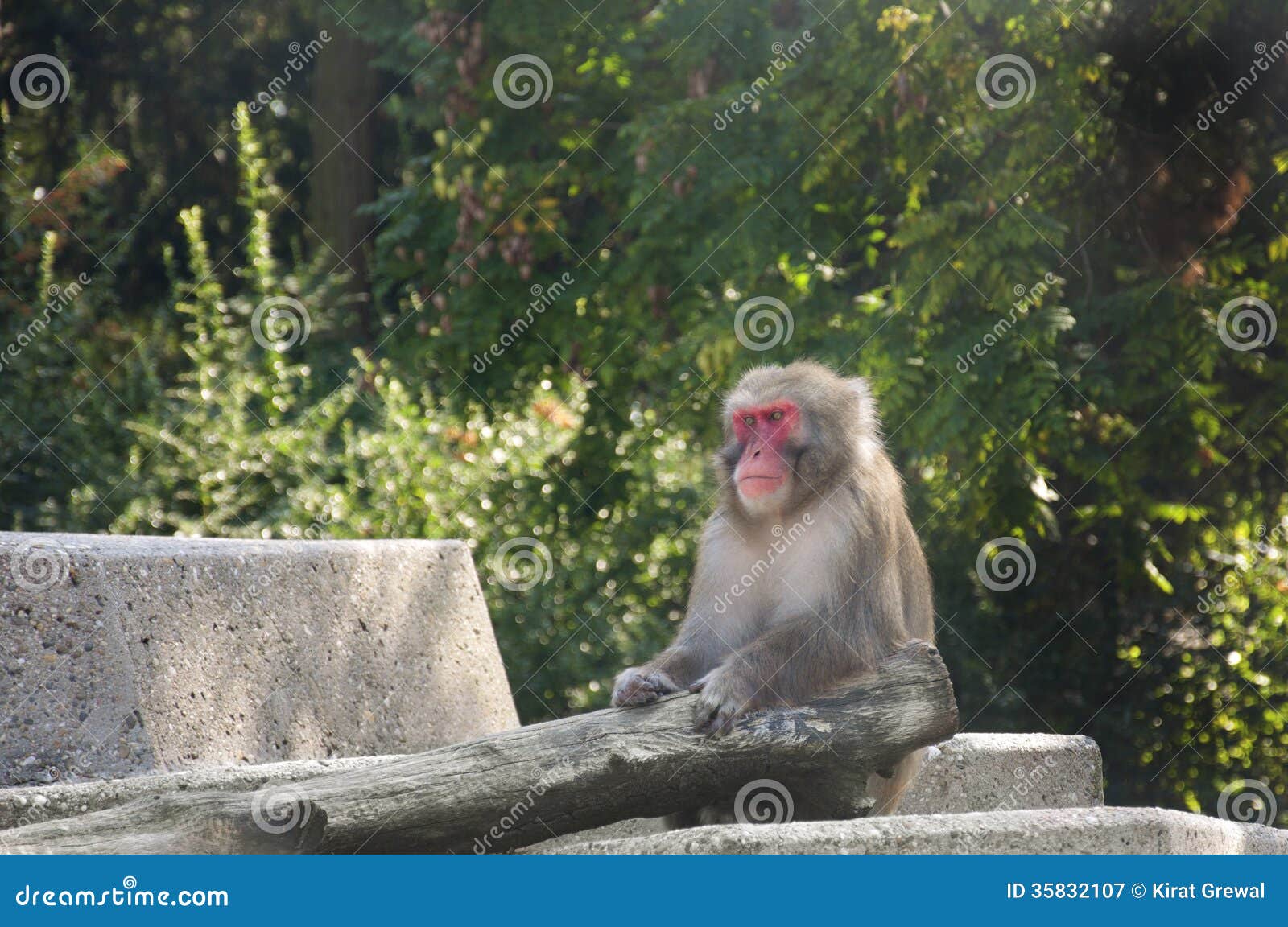 Asian Monkey stock image. Image of definitive, primate - 35832107