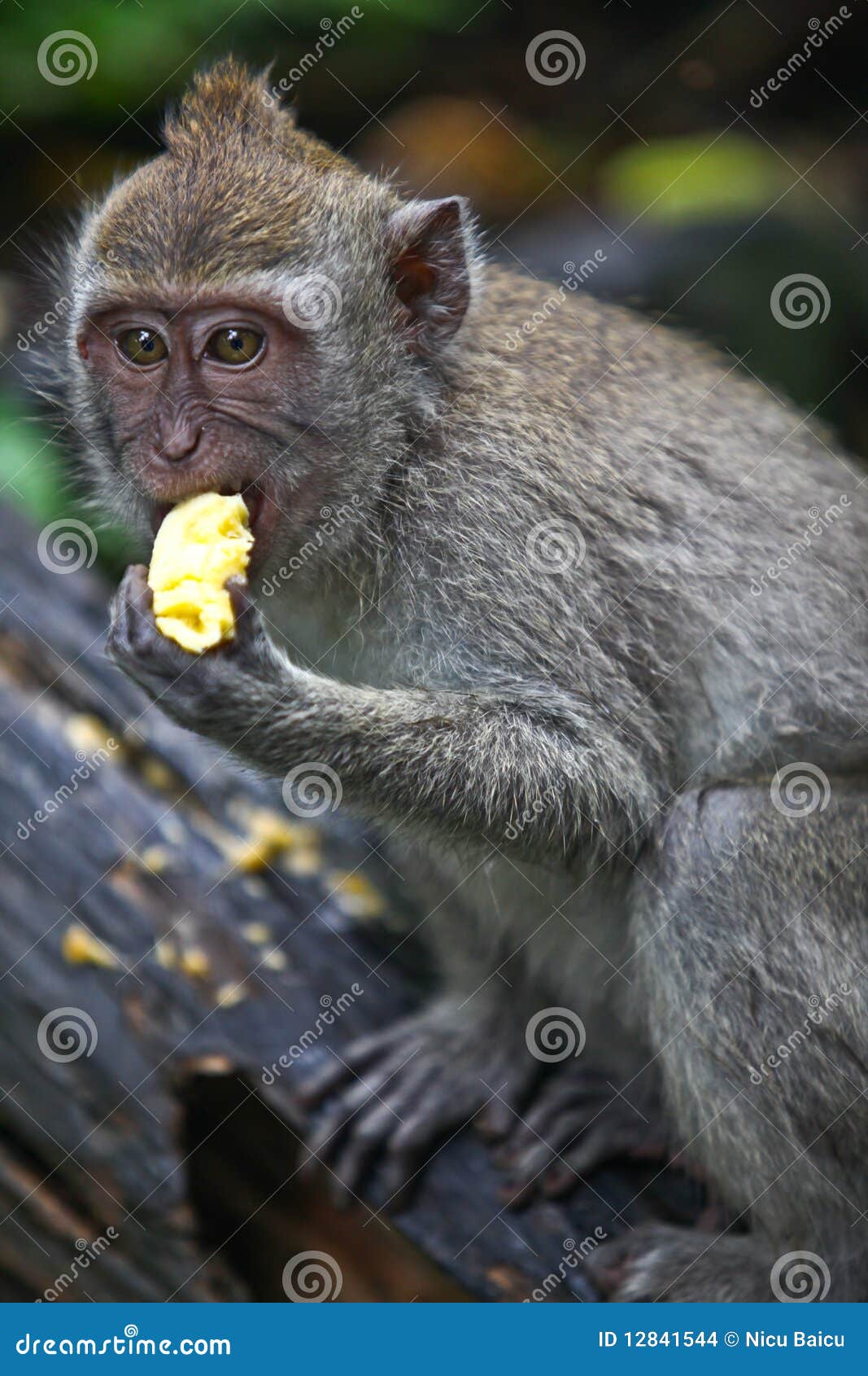 Monkey Eating-crab Macaque Long-tailed Macaque Mother Is Feeding Its ...