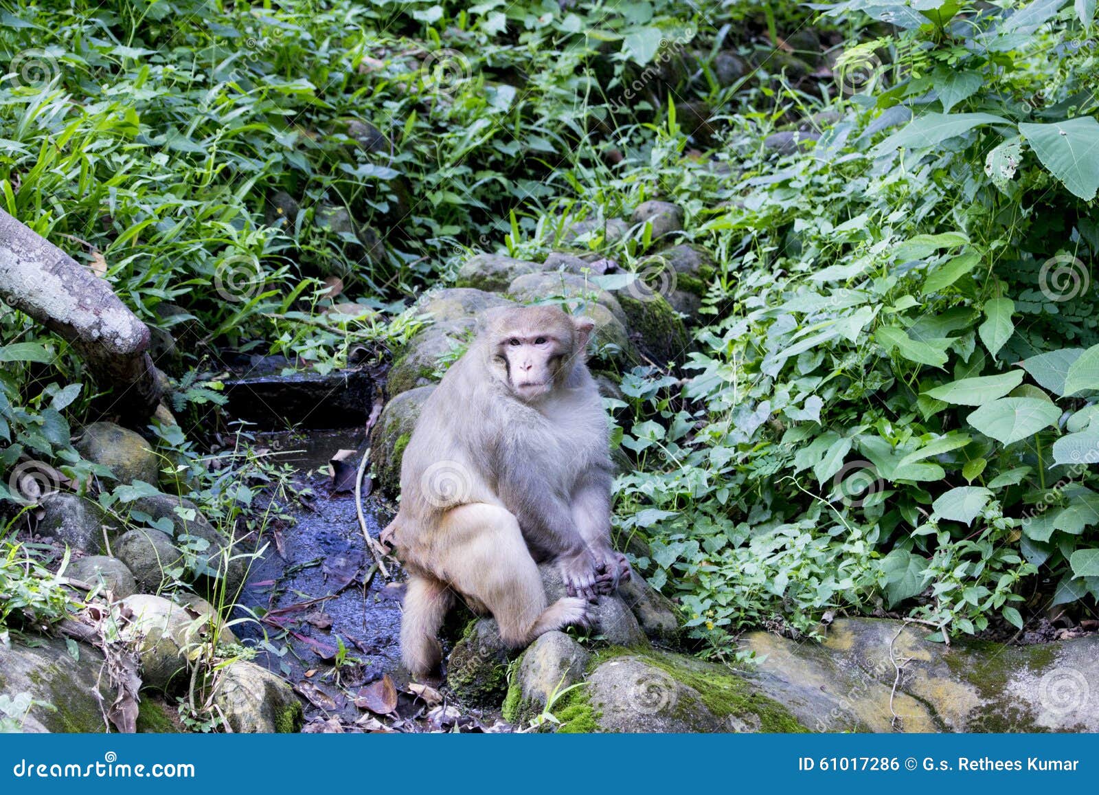 Asian monkey in forest stock photo. Image of jungle, asian - 61017286