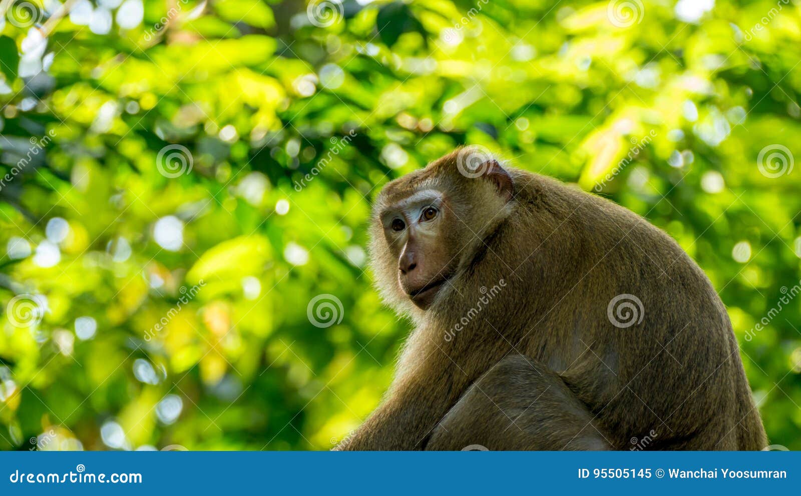 Asian Monkey In Indian Forest Royalty-Free Stock Photo | CartoonDealer ...