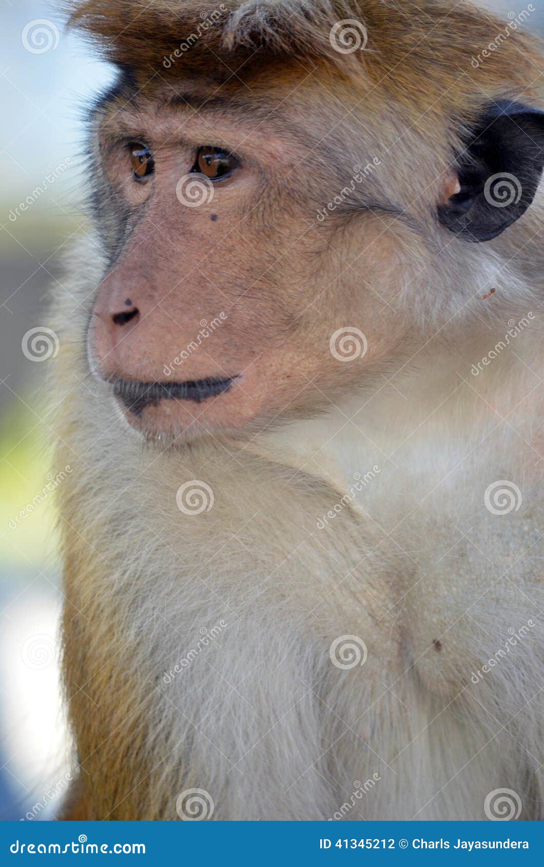 Monkey Look On Hand Stock Photography | CartoonDealer.com #185252390
