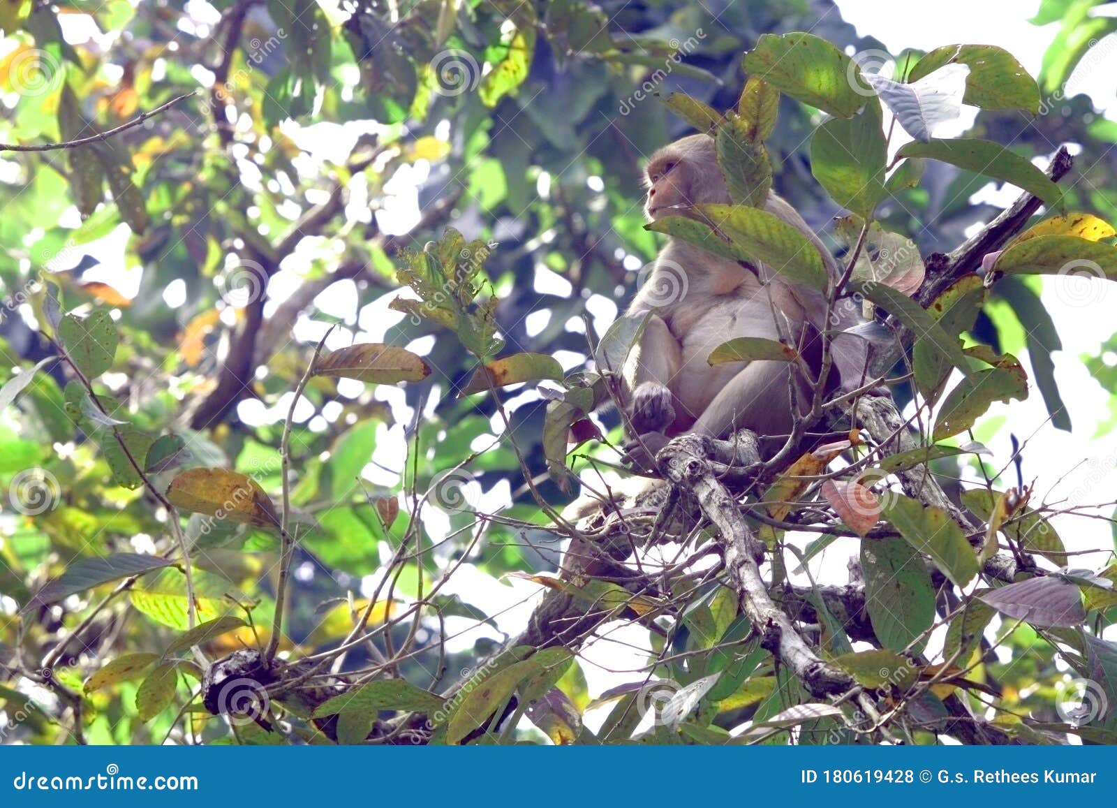 Monkeys in forest stock photo. Image of fauna, asian - 180619428