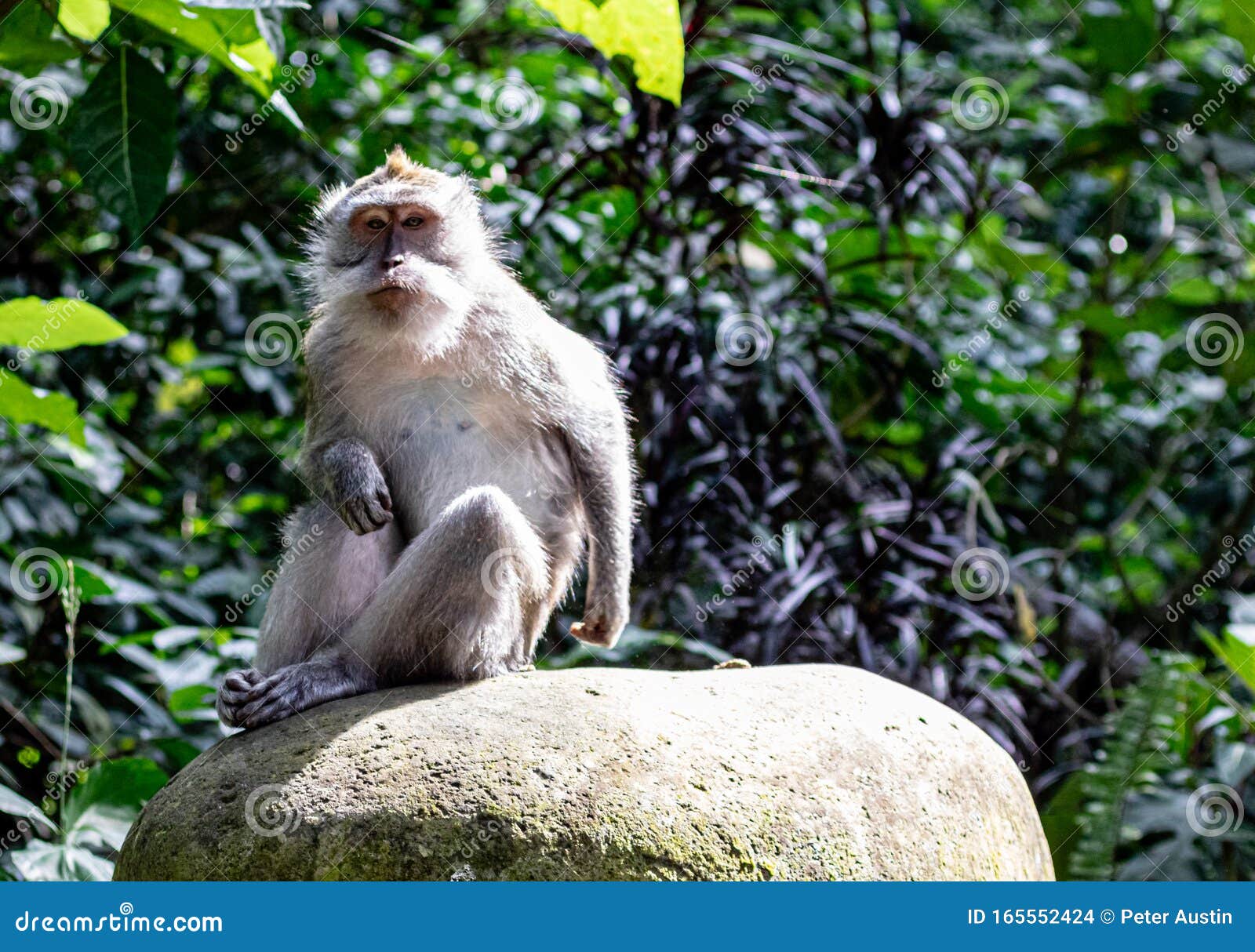 An Asian Monkey Sitting on a Rock in Bali Stock Photo - Image of animal ...