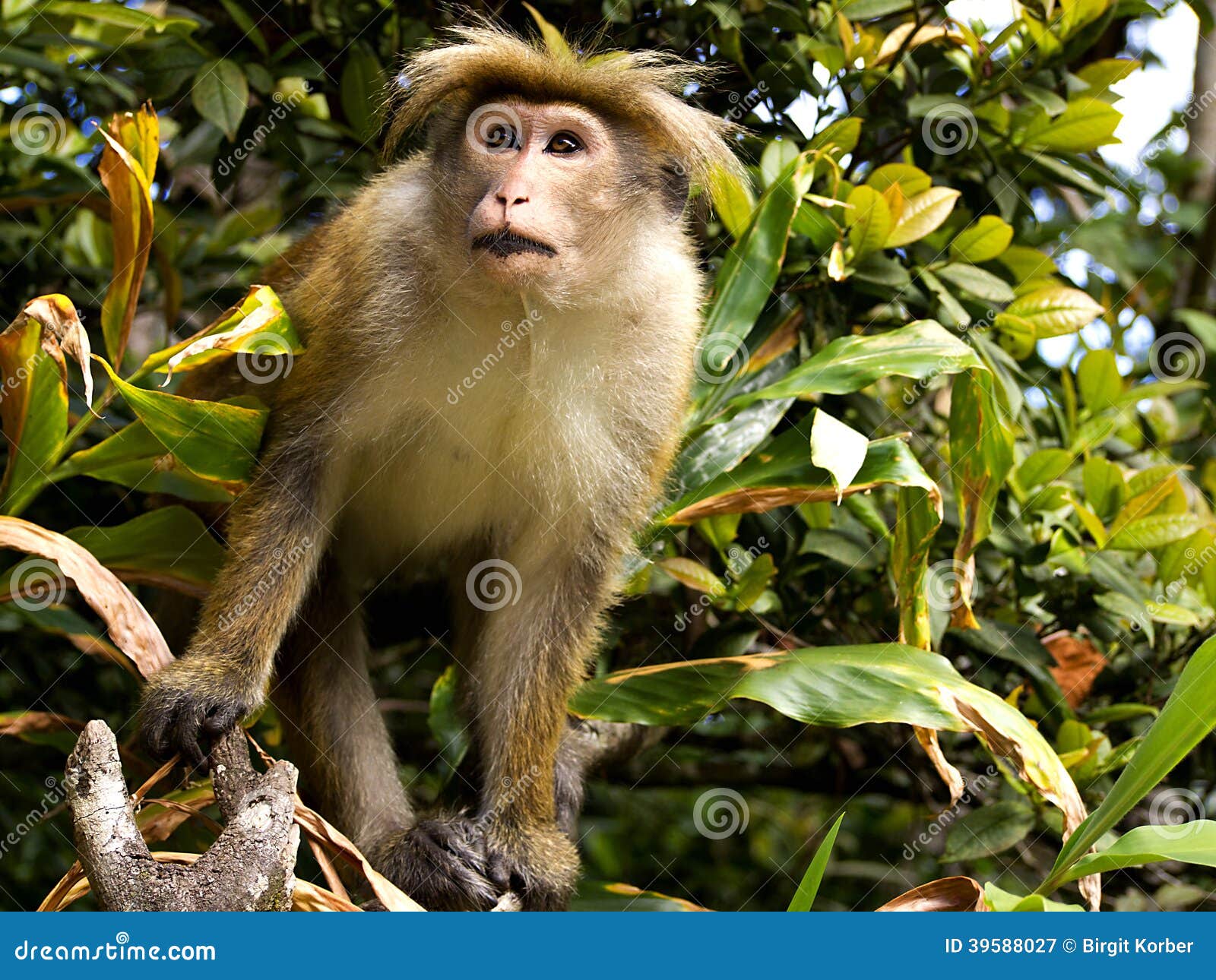 Asian monkey on the tree stock image. Image of orphanage - 39588027