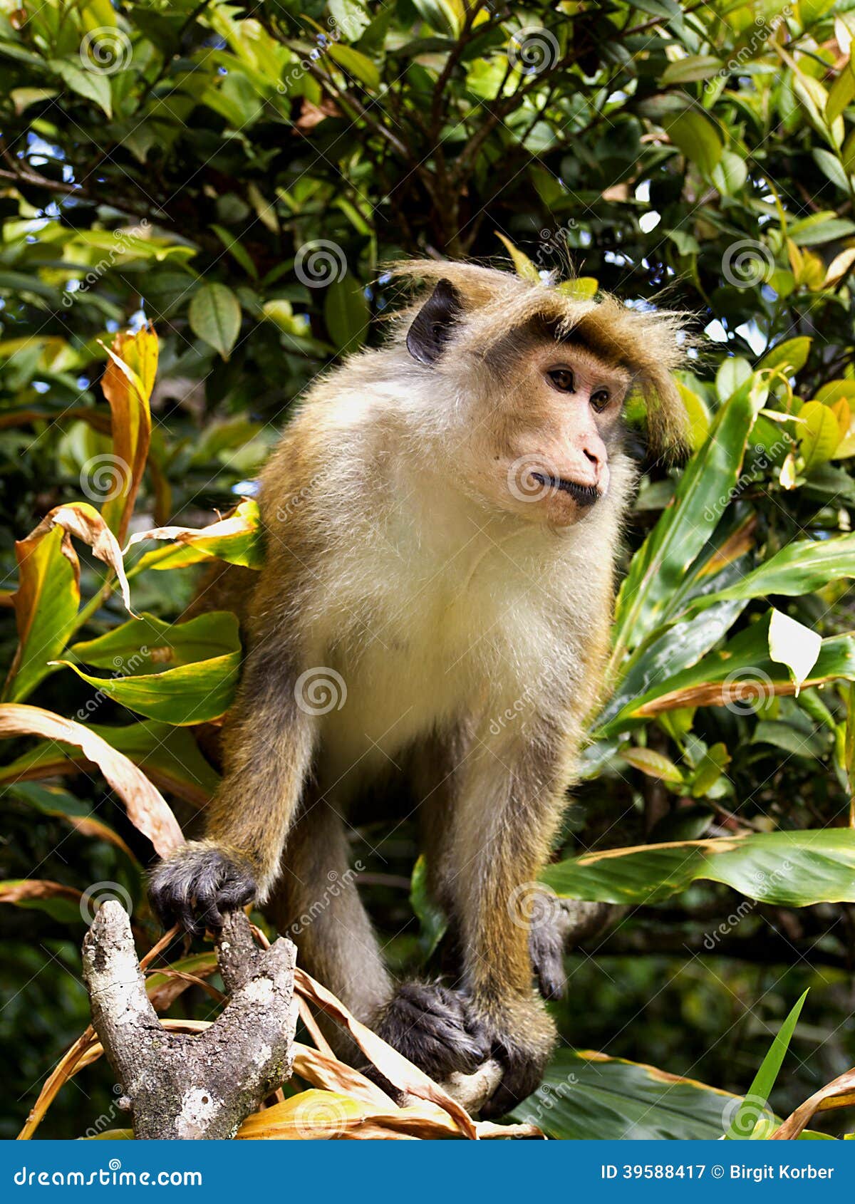 Asian monkey on the tree stock image. Image of waterfalls - 39588417