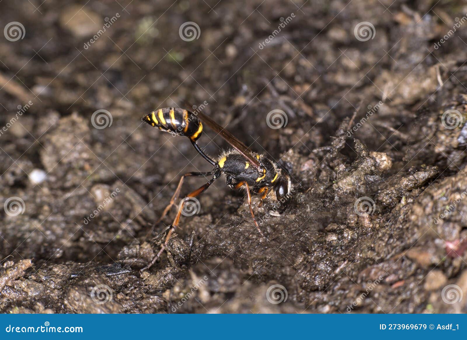 Asian Mud-dauber Wasp (Sceliphron Curvatum) Collecting Soil Particles ...