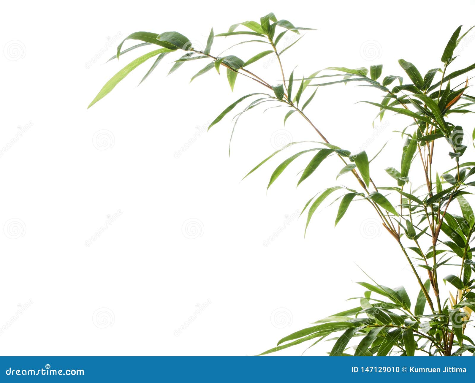 Asian Natural Background with Bamboo Stock Photo - Image of spring ...