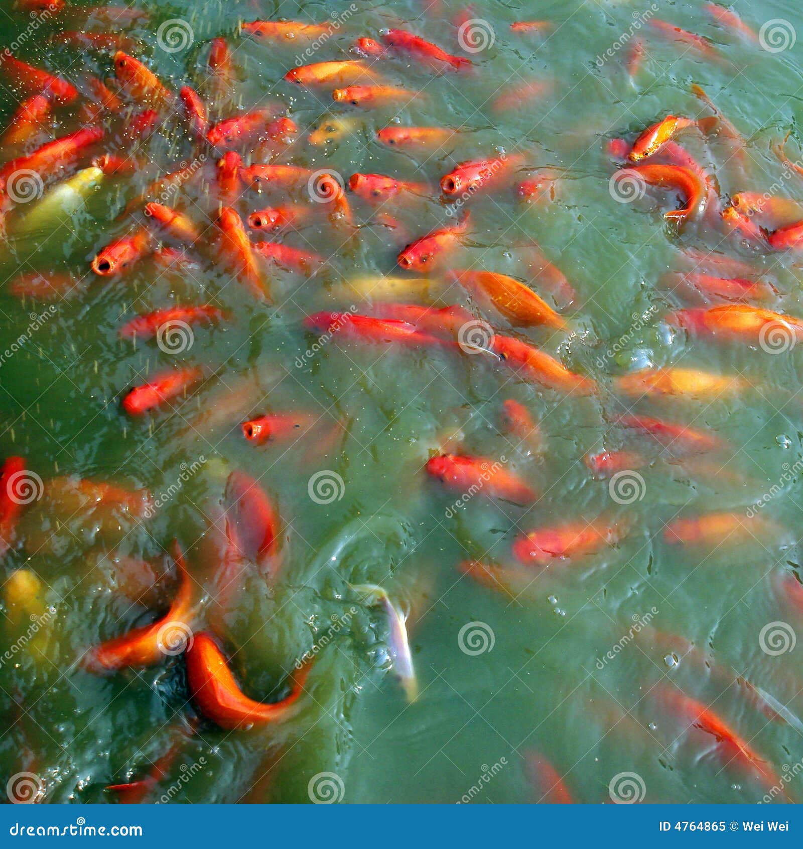 Asian Nishikigoi Koi Pond stock image. Image of assortment - 4764865