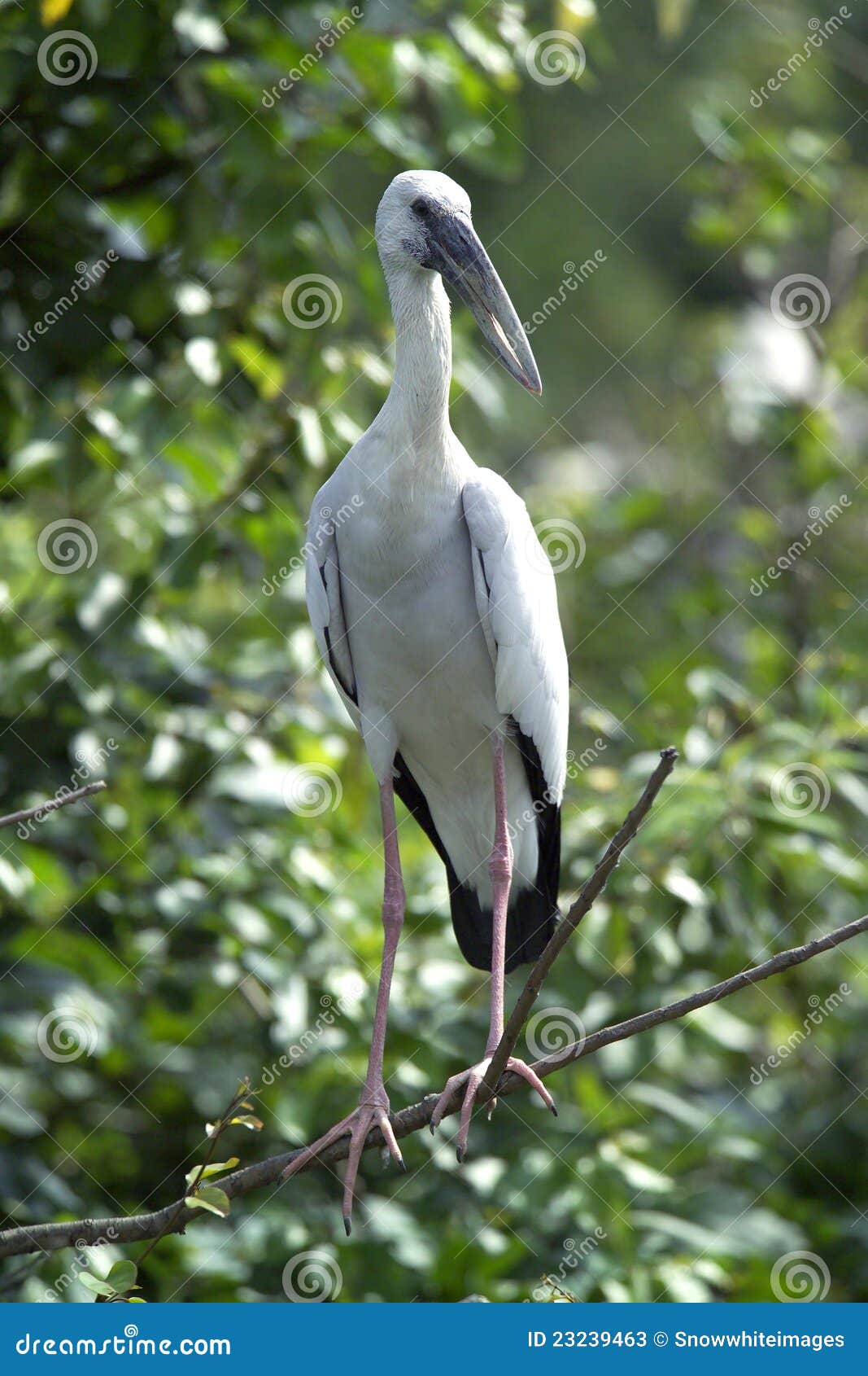 Asian Open Bill Stork stock image. Image of animal, asia - 23239463