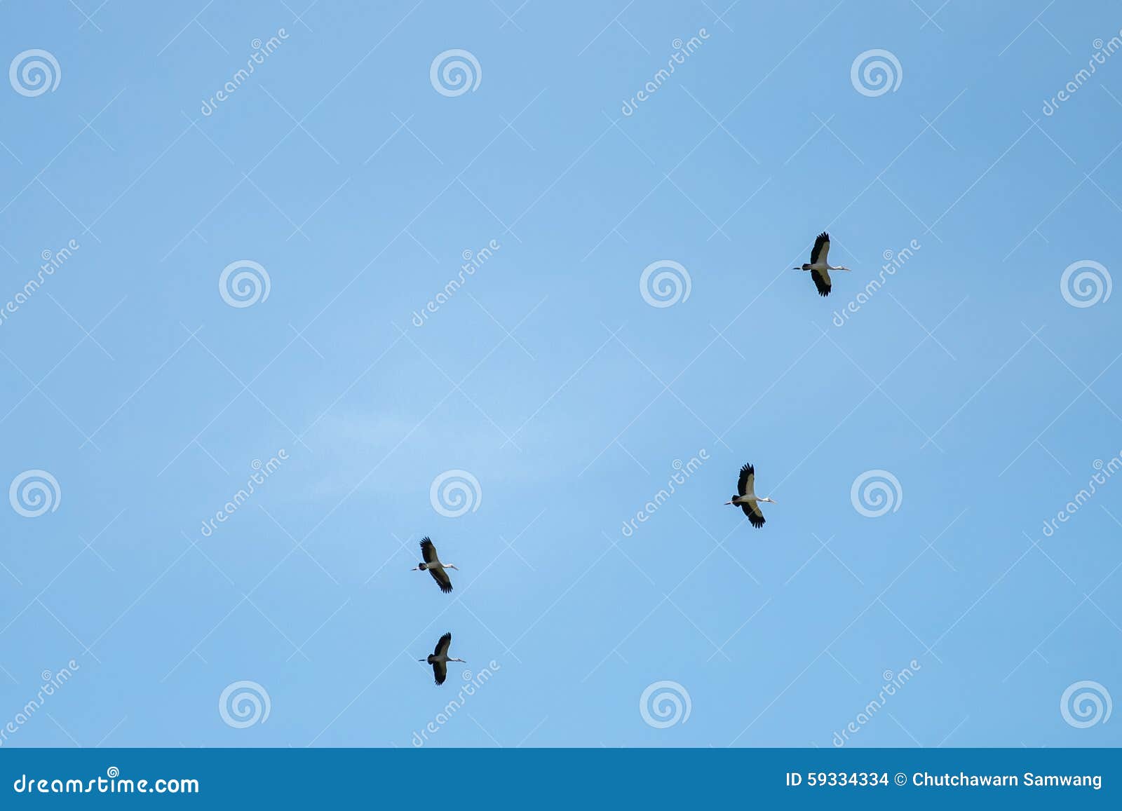 Asian Open-bill stork stock photo. Image of beautiful - 59334334