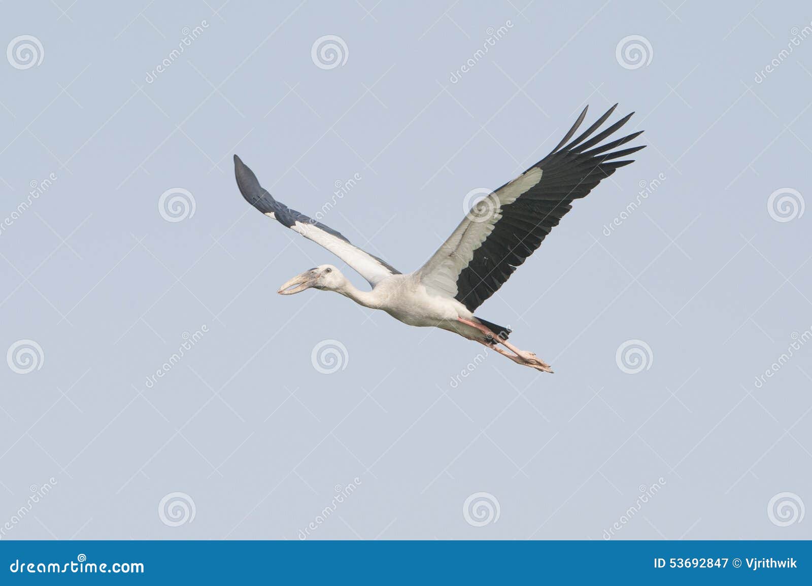 Asian open bill stork stock image. Image of closeup, natural - 53692847