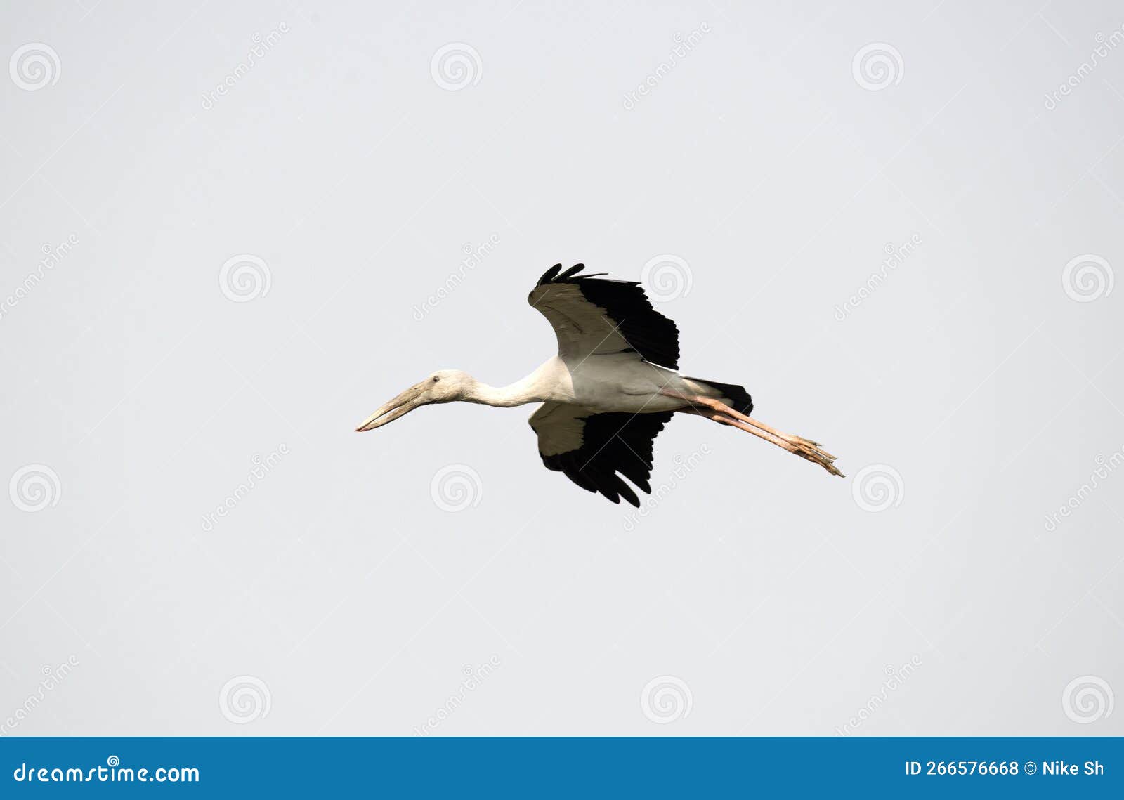 Open bill stork stock photo. Image of jungle, animal - 266576668