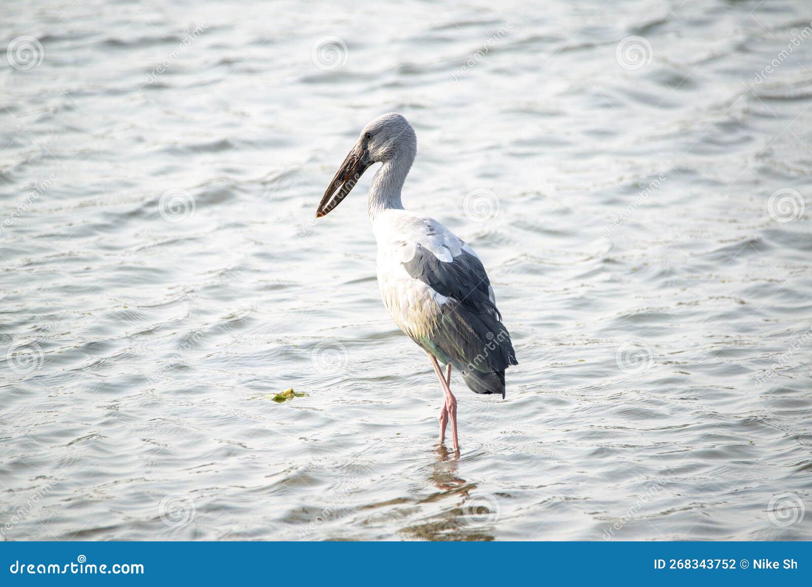 Asian open bill stork stock photo. Image of birds, jungle - 268343752