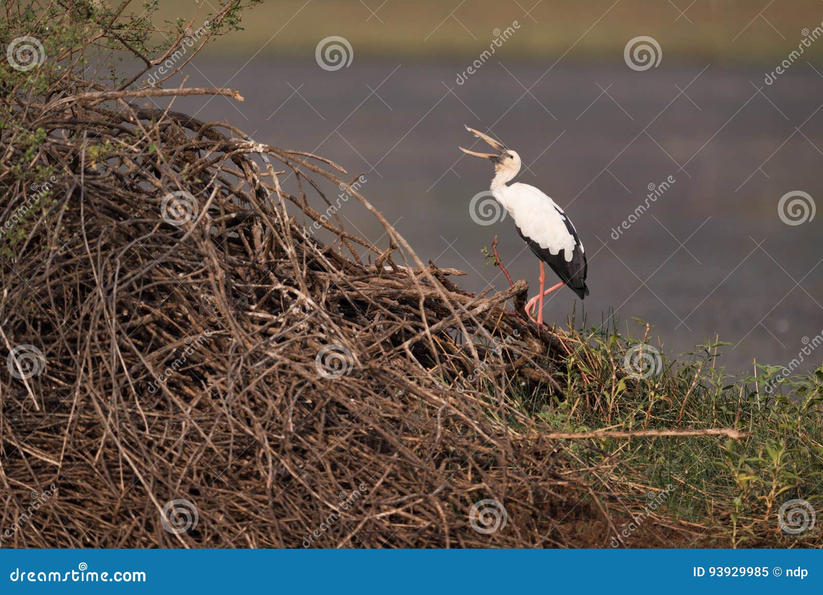 Asian Open-billed Stork Opens Beak by Lake Stock Image - Image of beak ...