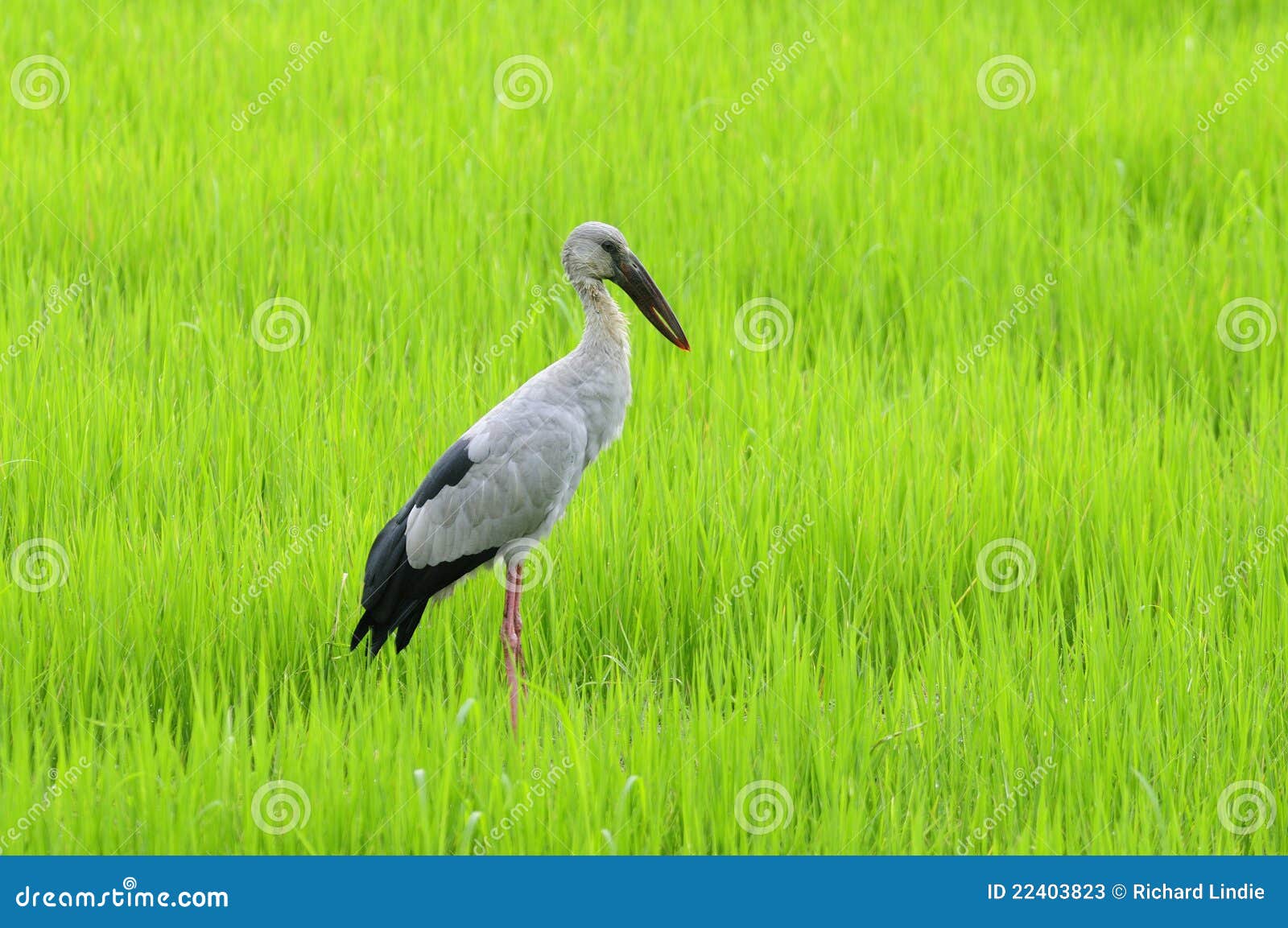 Asian Openbill stock image. Image of asia, nature, openbill - 22403823