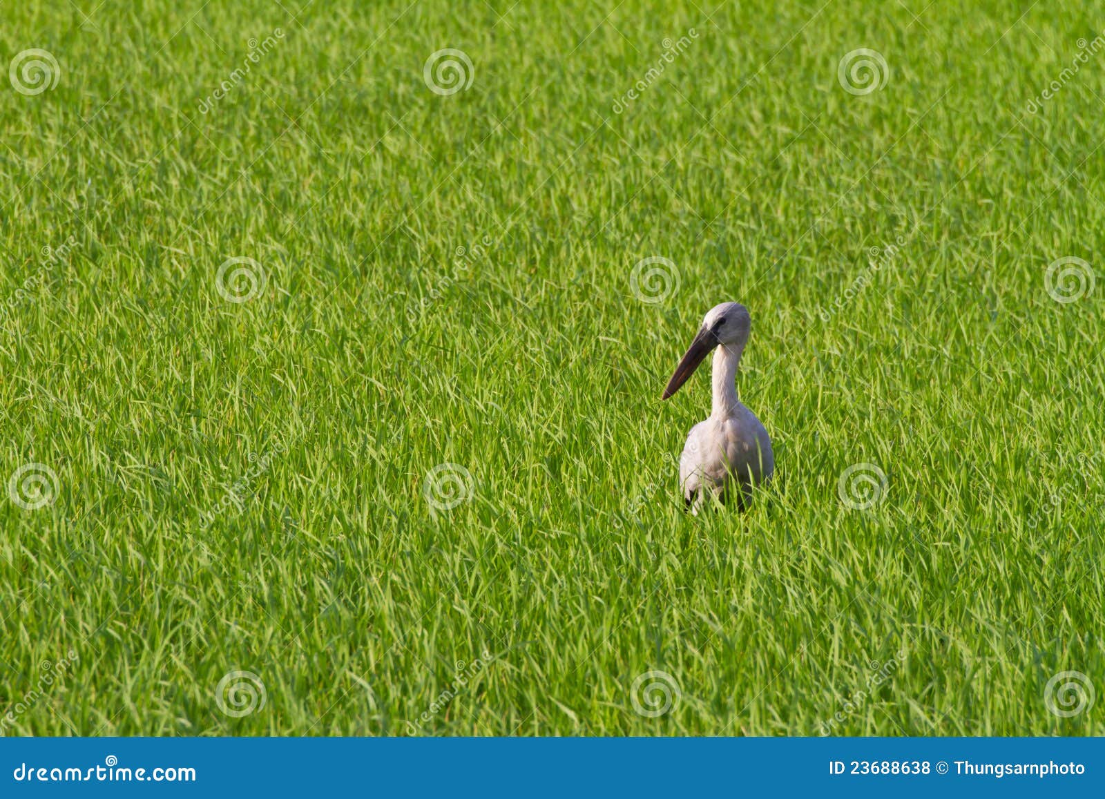 Asian Openbill stock photo. Image of blue, fauna, food - 23688638