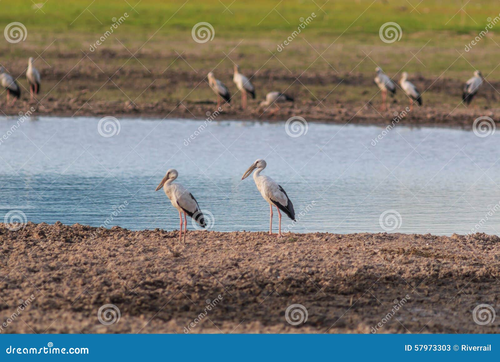Asian Openbill or Asian Openbill Stork Stock Image - Image of marsh ...