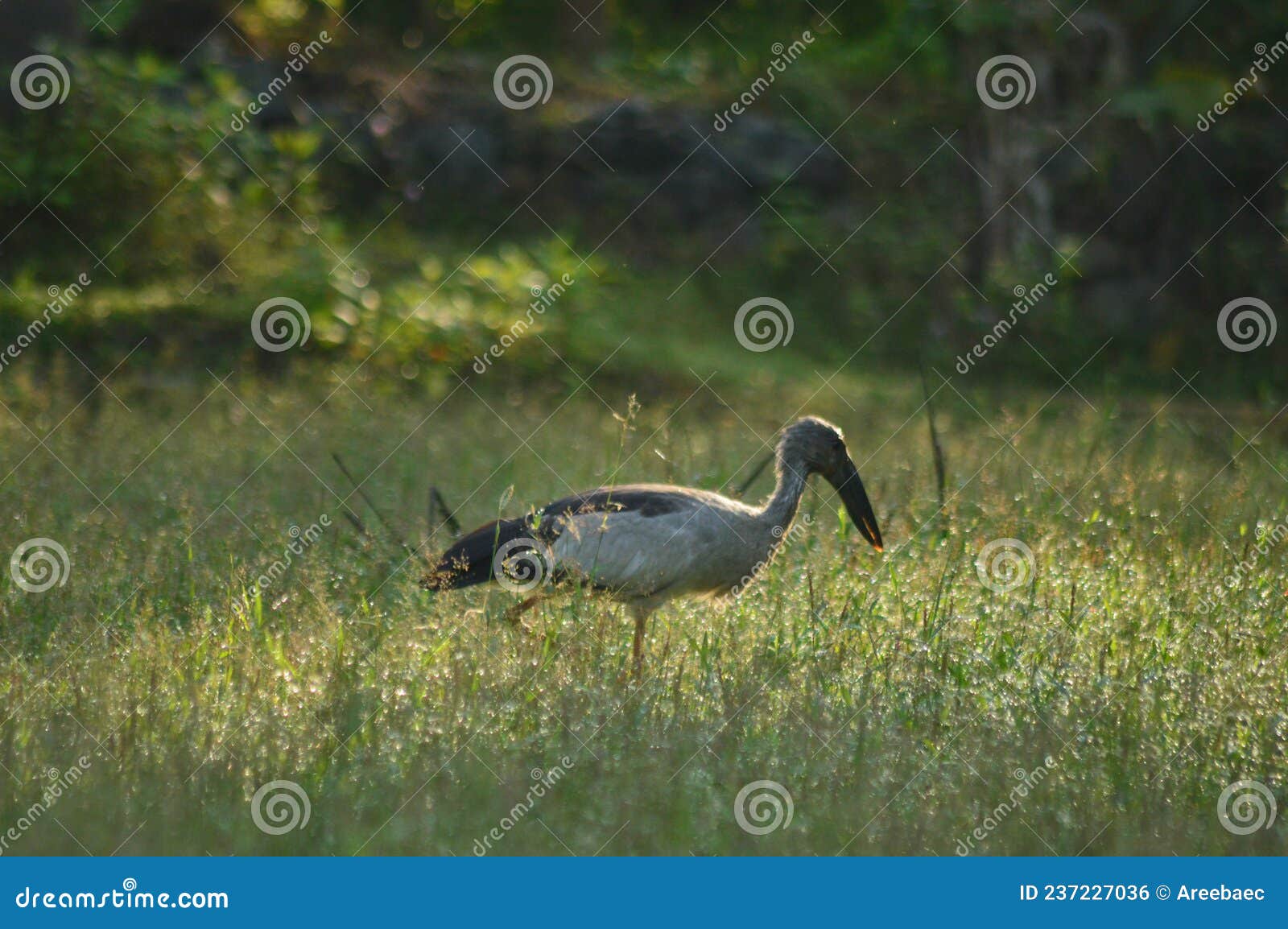 Asian Openbill Bird on Grass Stock Photo - Image of bird, grass: 237227036
