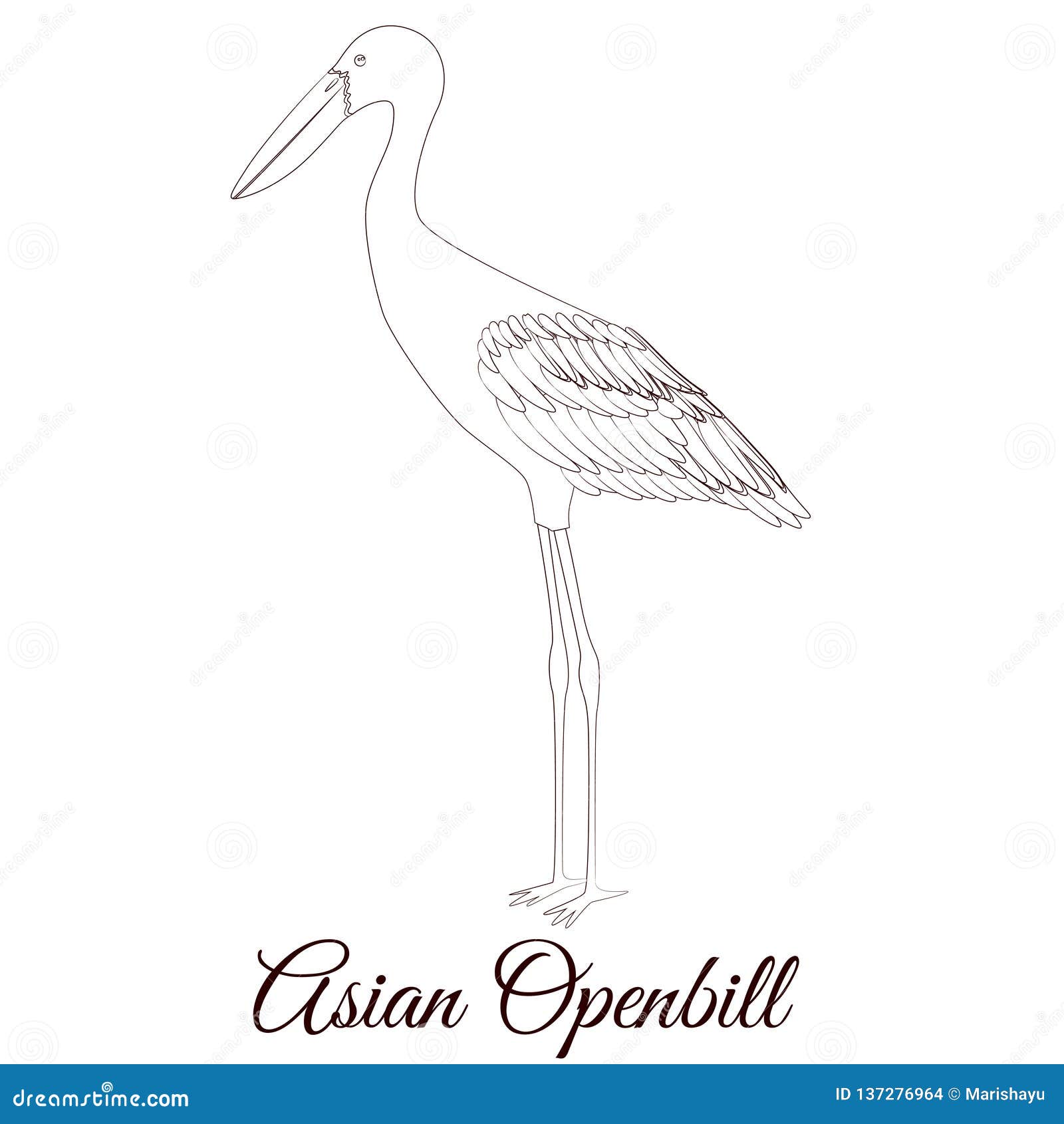 Asian Openbill Cartoon Bird Coloring Stock Vector - Illustration of ...