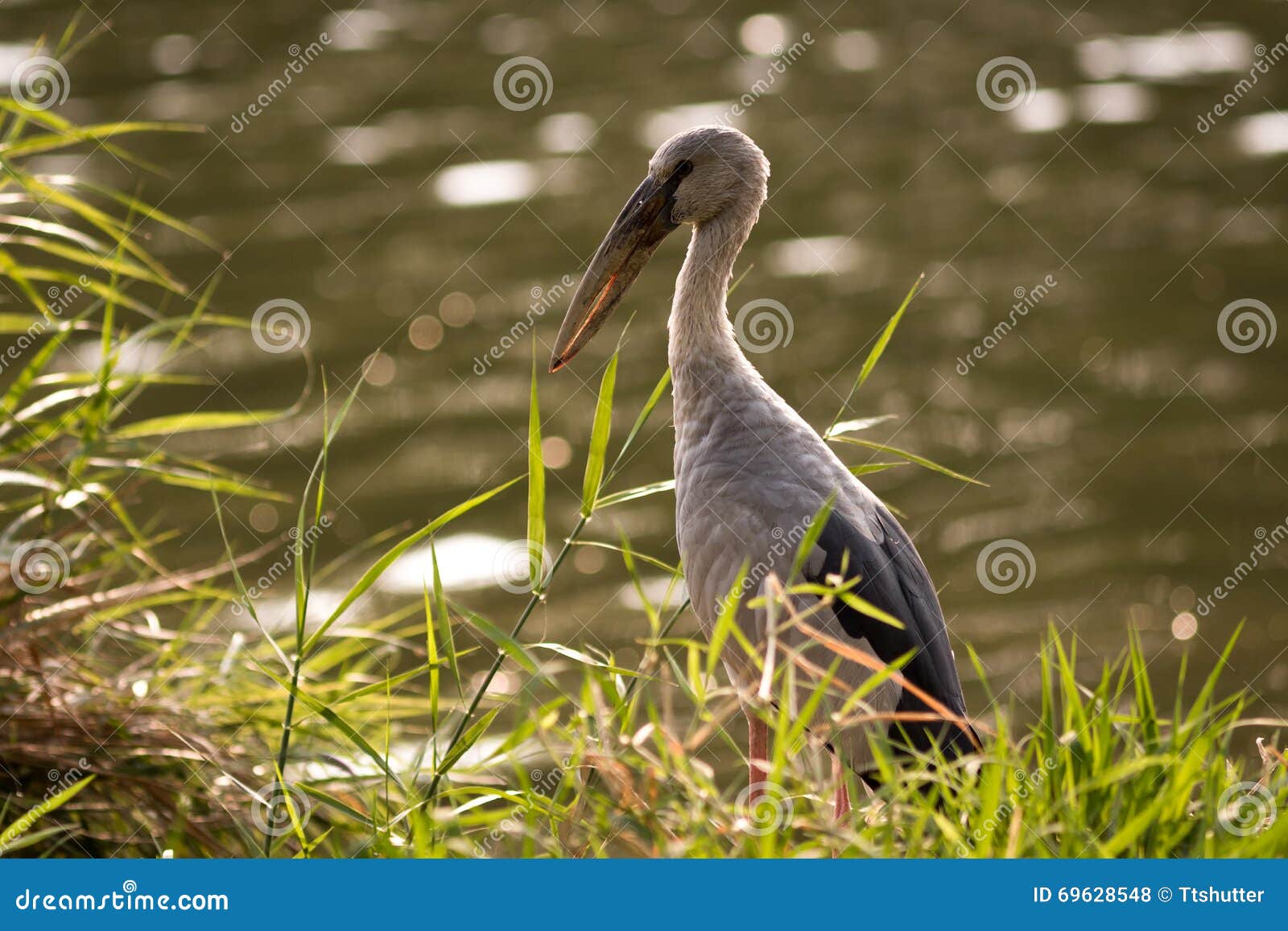 Asian Openbill. stock photo. Image of grass, live, lake - 69628548