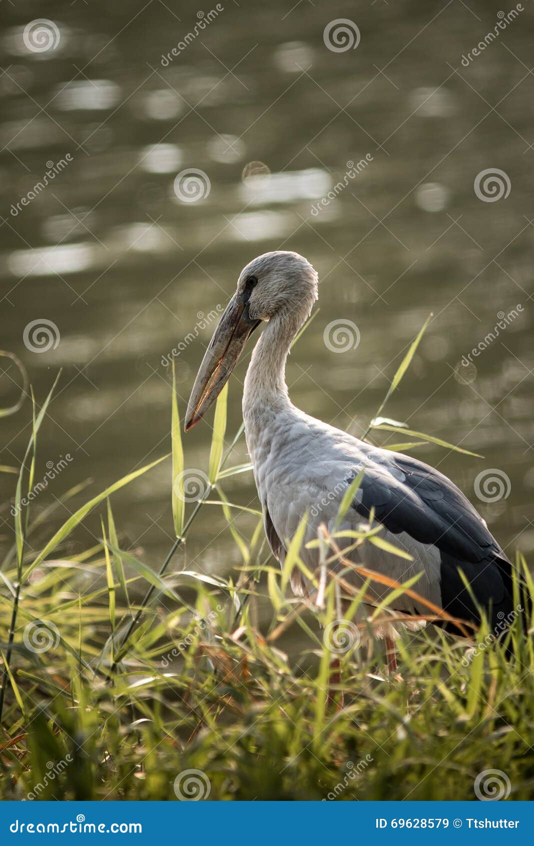 Asian Openbill. stock image. Image of anastomus, asian - 69628579