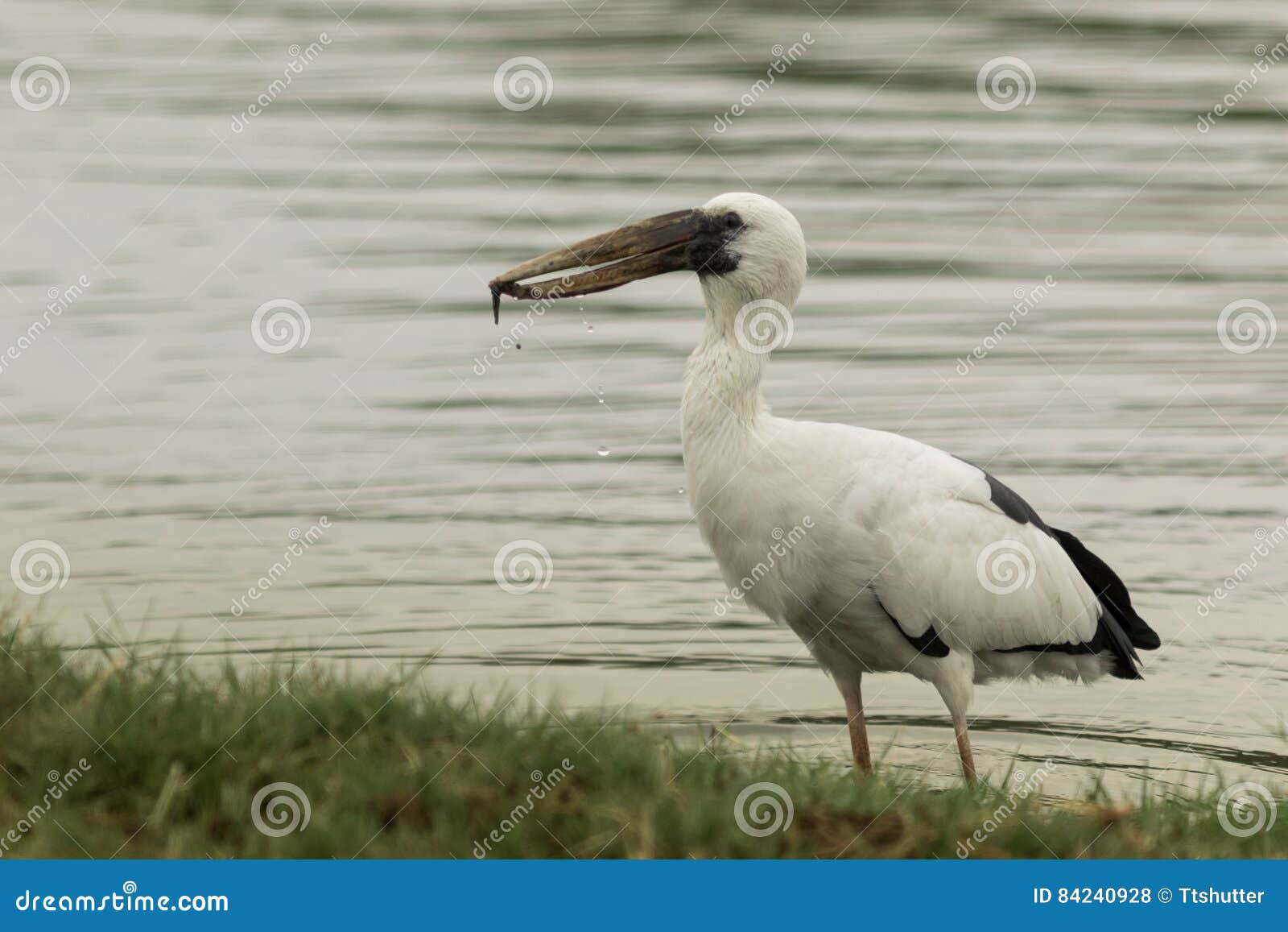 Asian Openbill. stock photo. Image of national, bird - 84240928