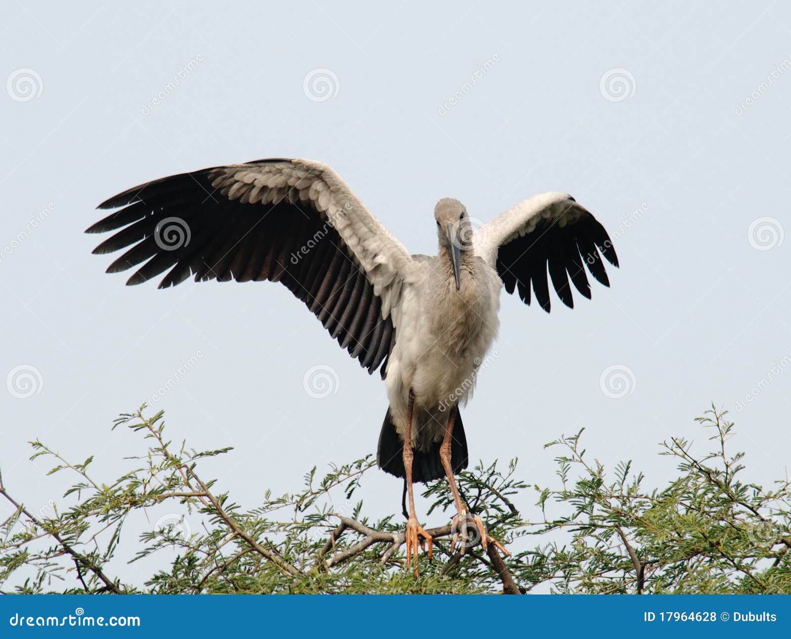 Asian Openbill Stork stock photo. Image of open, asian - 17964628