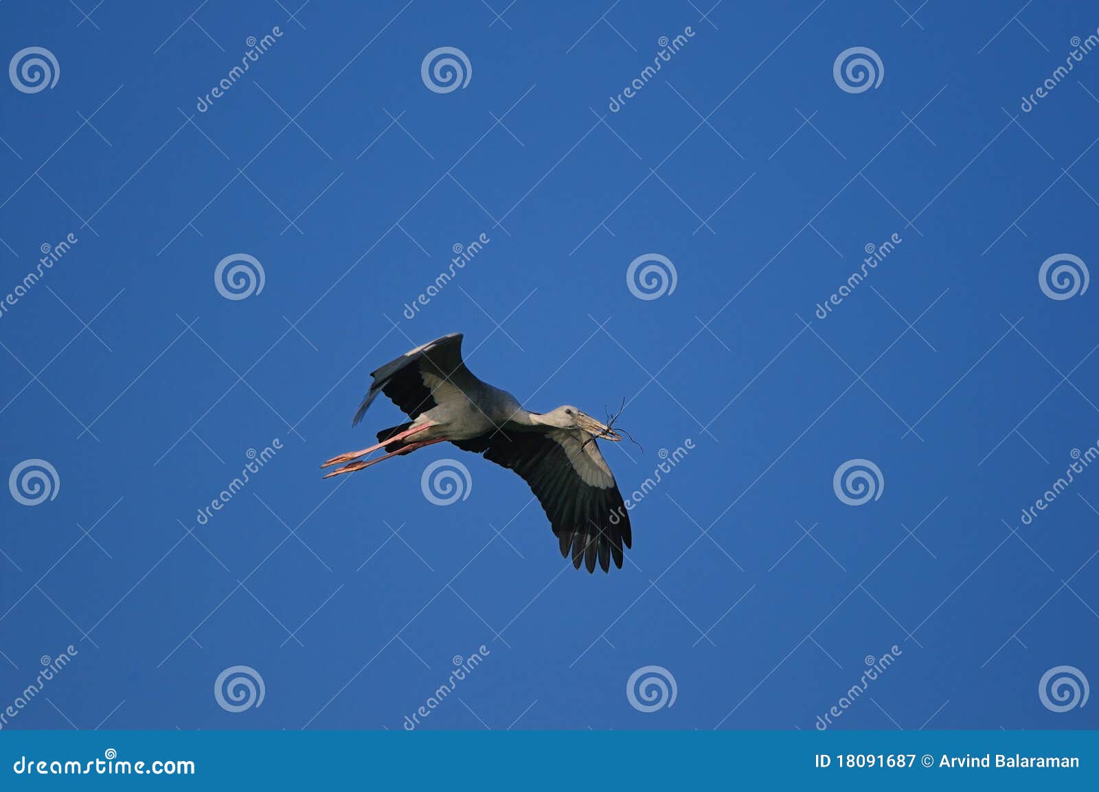 Asian Openbill stork stock image. Image of beautiful - 18091687