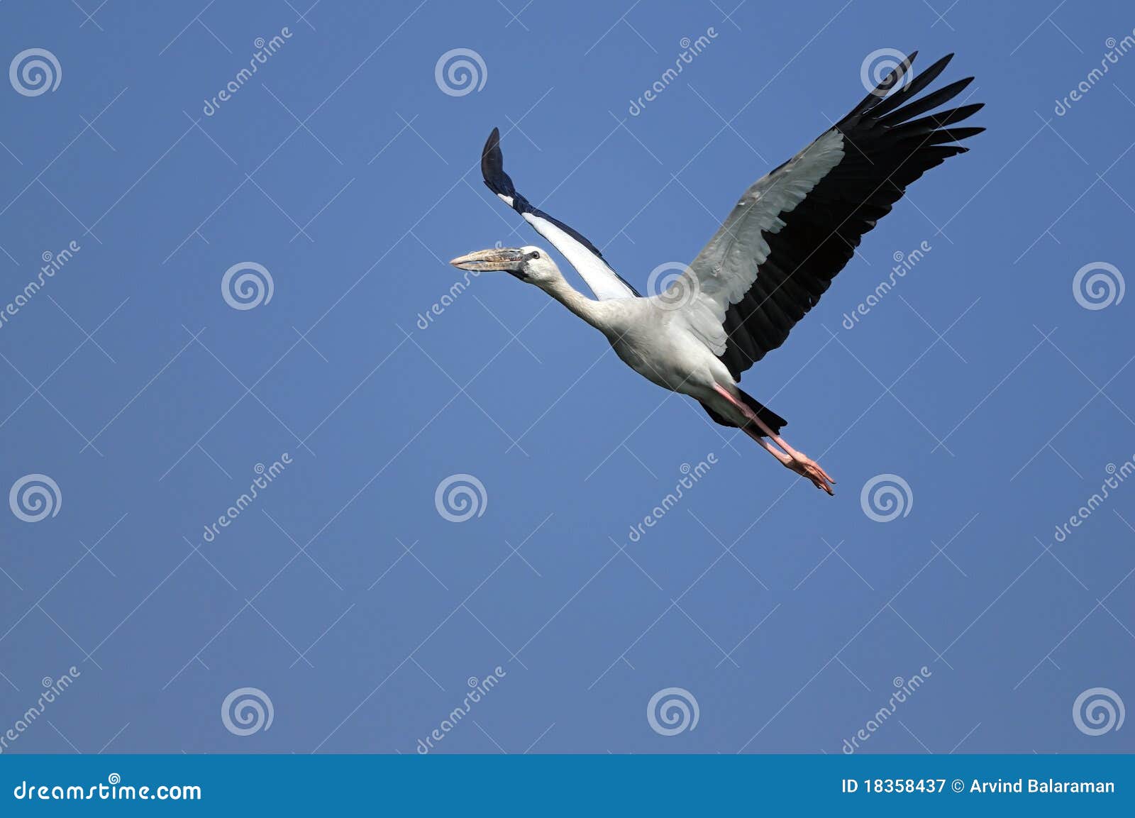 Asian Openbill stork stock image. Image of beak, life - 18358437