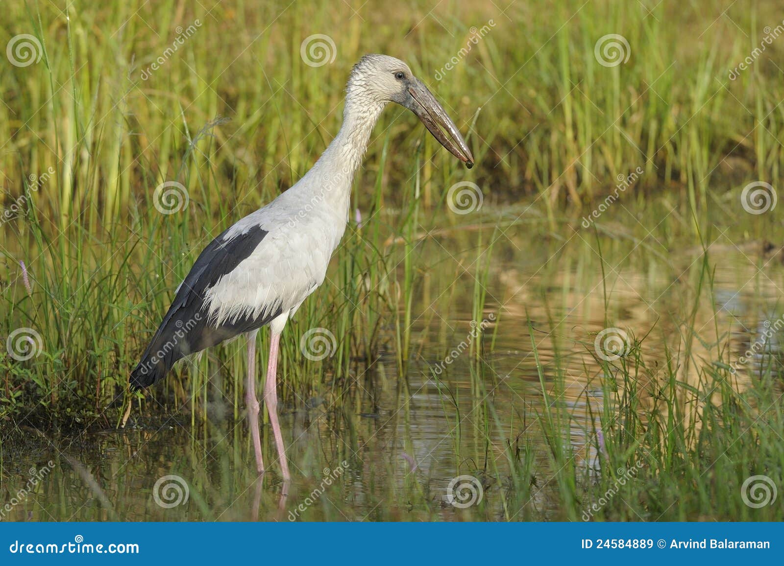 Asian Openbill stork stock image. Image of head, migratory - 24584889