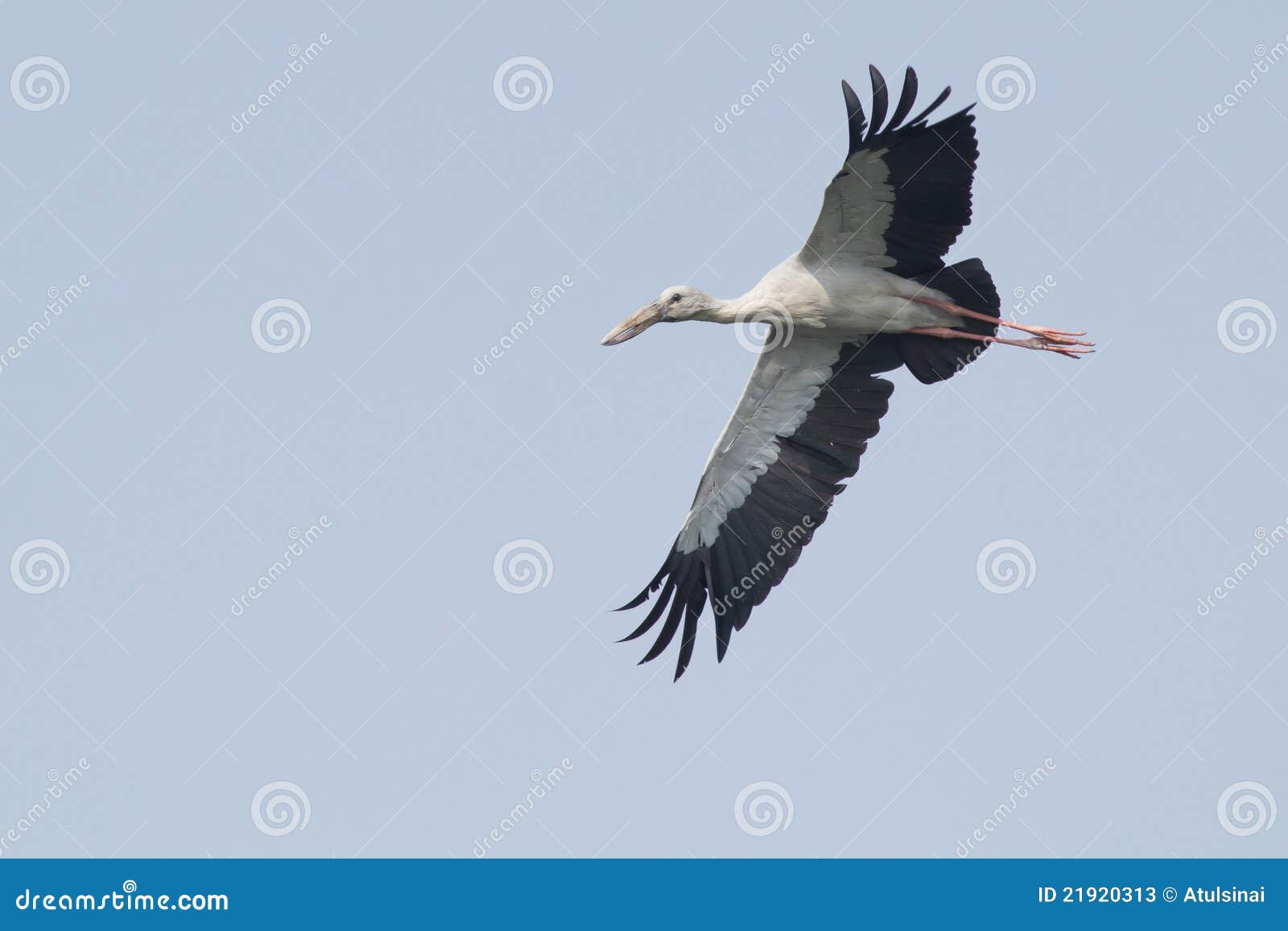 Asian Openbill Stork Bird stock image. Image of focus - 21920313