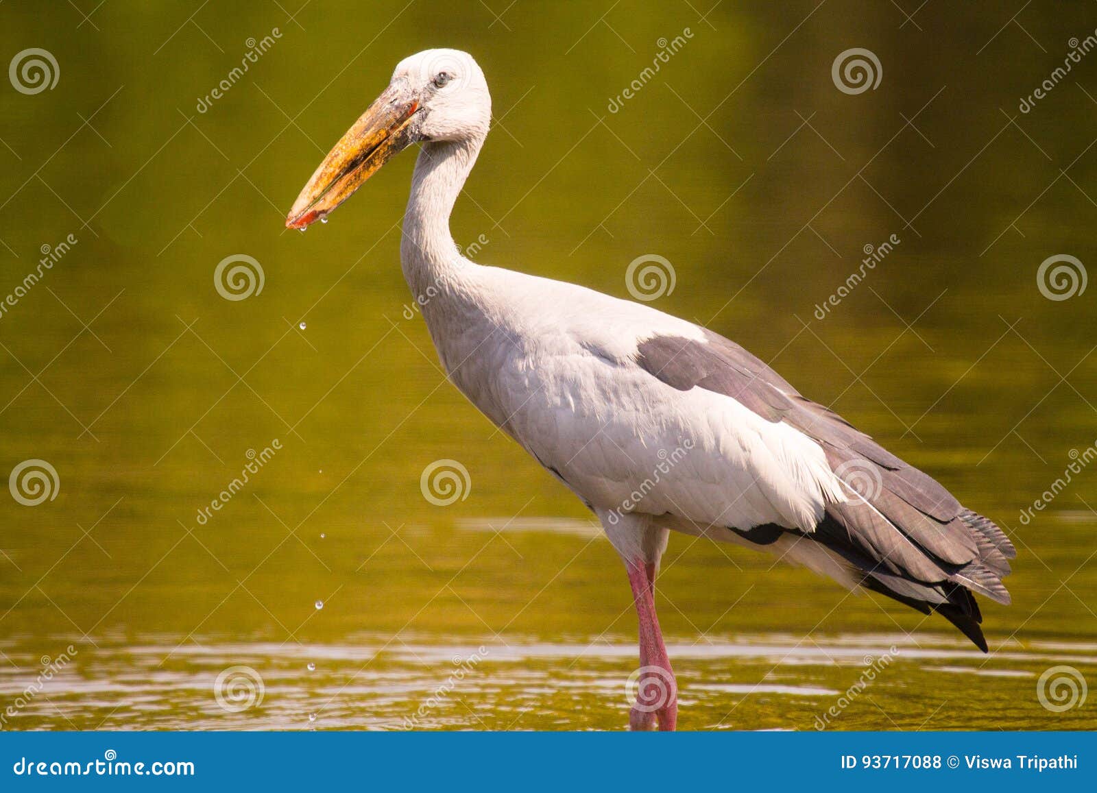 Asian Openbill Stork Bird with Awesome View Stock Photo - Image of beak ...