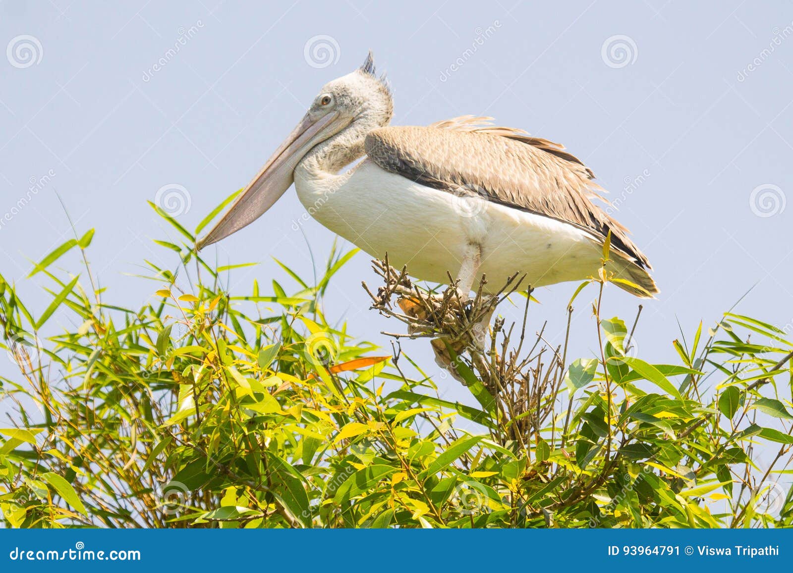 Asian openbill stork bird editorial photo. Image of estate - 93964791