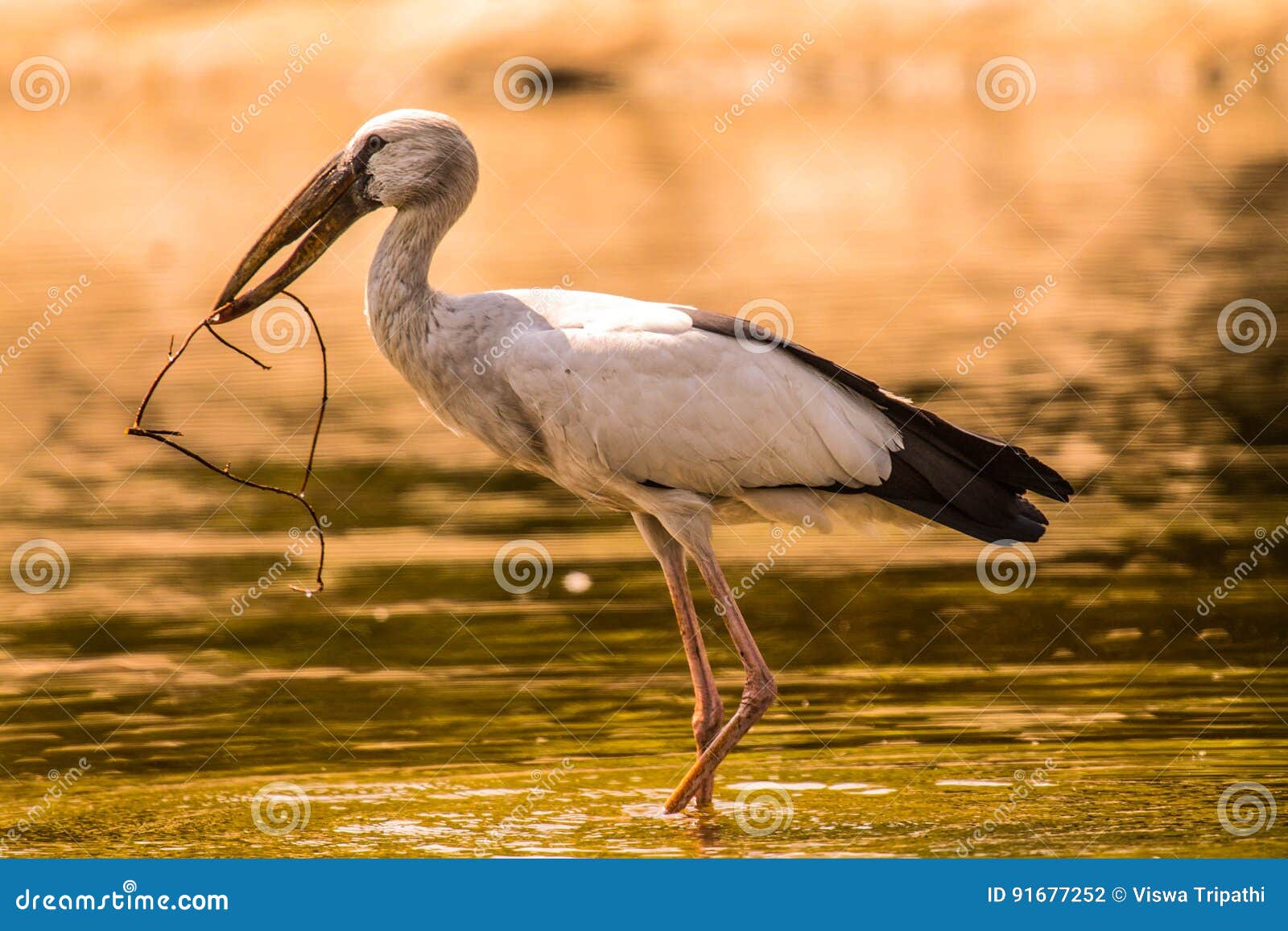 Asian Openbill Stork stock photo. Image of colourful - 91677252