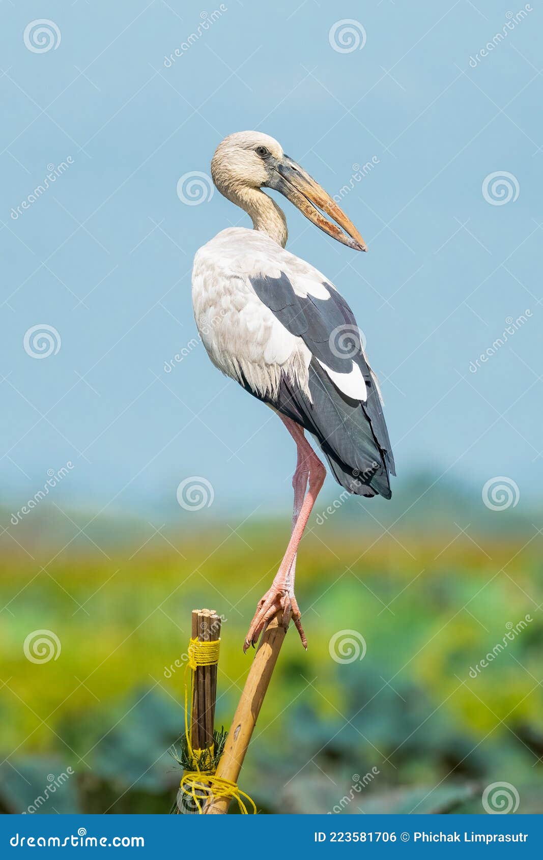 Asian Openbill Stork Perching on a Tip of Bamboo Stem Stock Photo ...