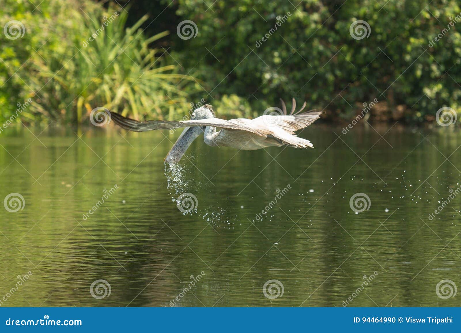 Asian Openbill Stork Splashing Water while Flying Stock Photo - Image ...