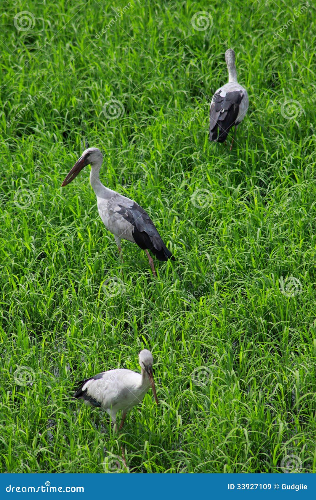 Asian Openbill Storks stock image. Image of farmer, openbill - 33927109