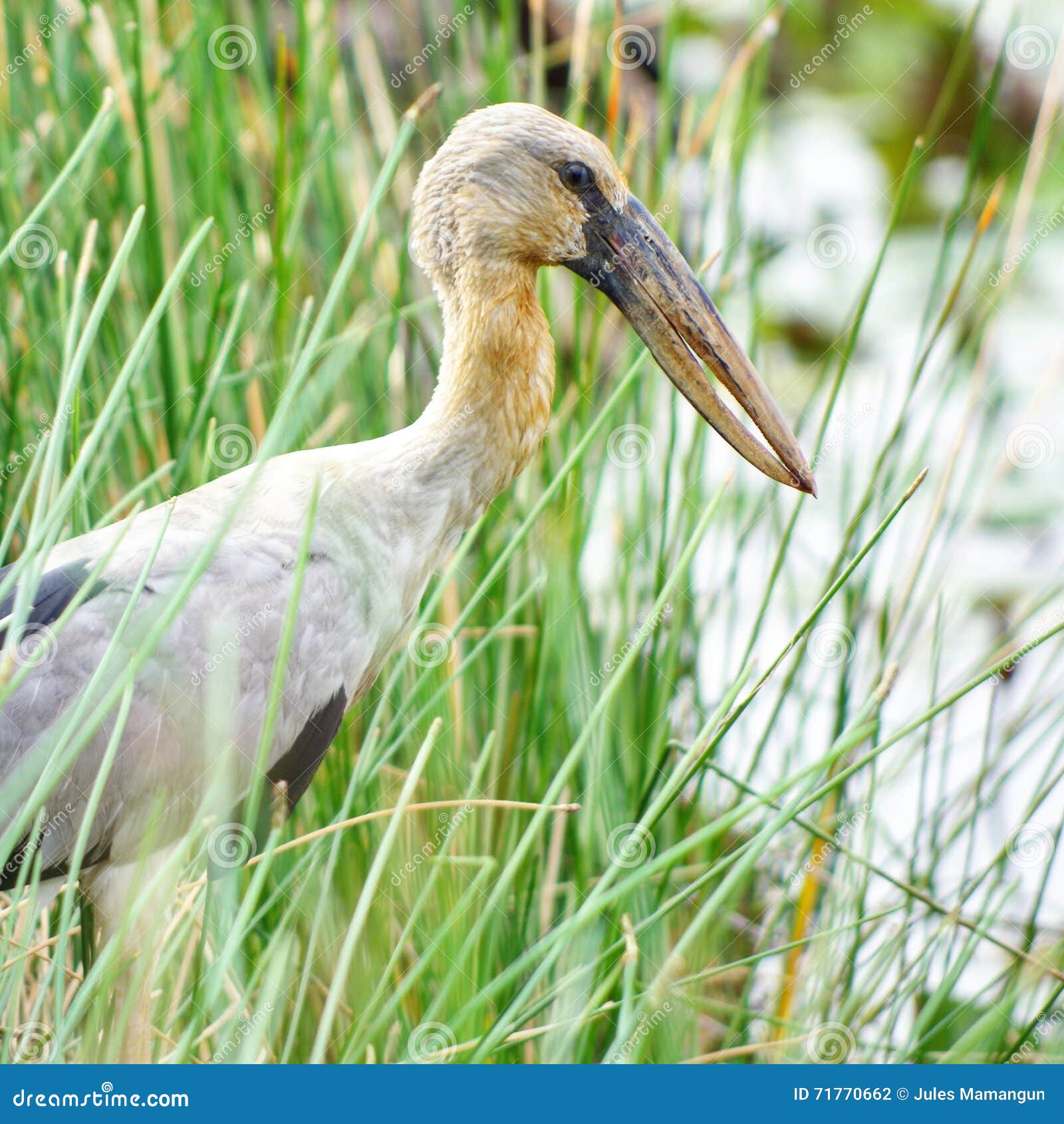 Asian Openbill stock photo. Image of longbeaked, asianopenbill - 71770662