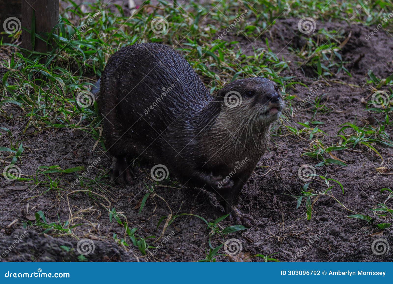 Asian Otter stock photo. Image of asian, active, otter - 303096792