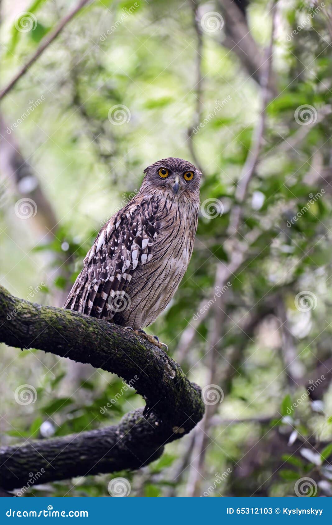 Asian Owl stock image. Image of forest, birds, parks - 65312103